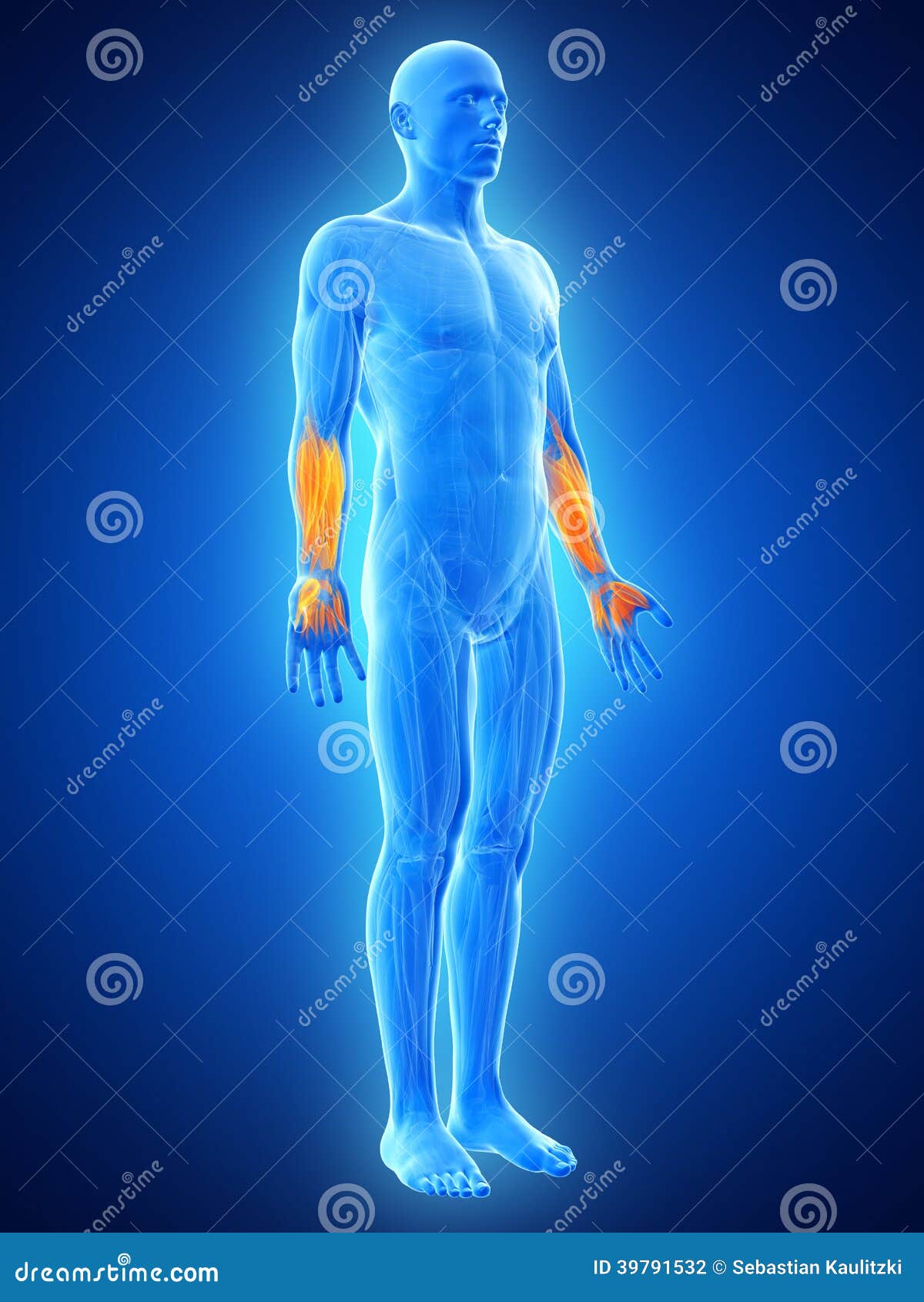 The lower arm muscles stock illustration. Illustration of human - 39791532