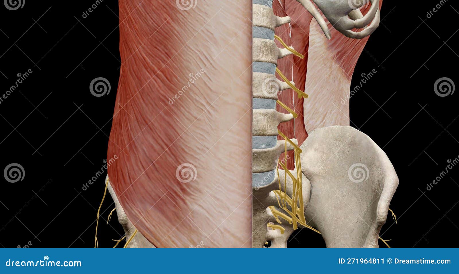 The Lower Back Comprises the Lumbar Spine, Which is Formed by Ve Stock ...