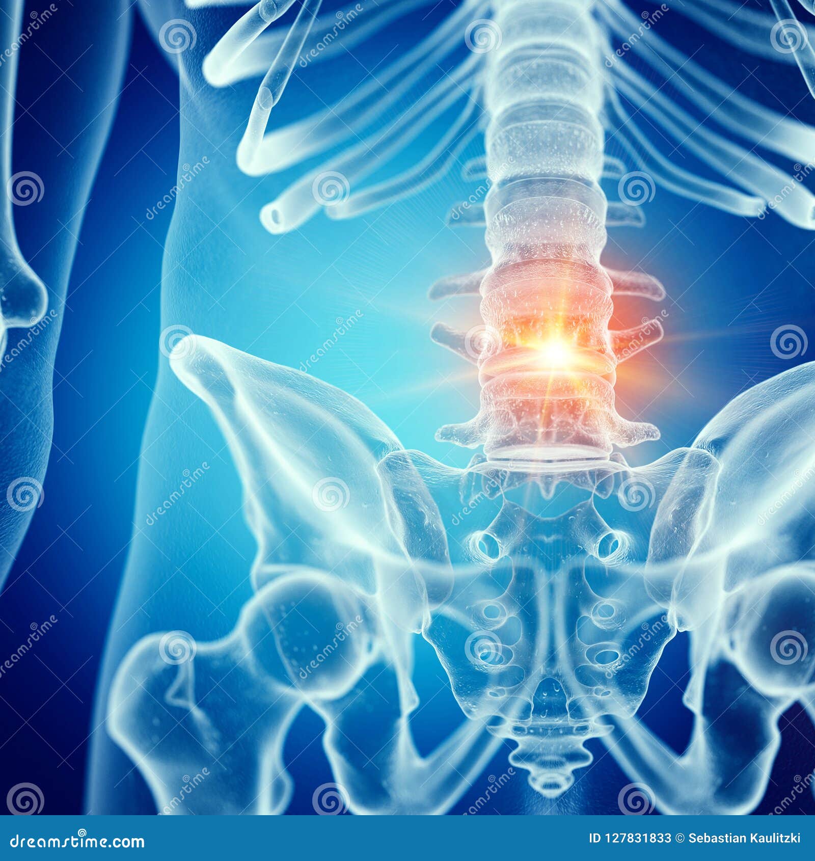 Lower Back Muscles Labeled Educational Anatomical Scheme Vector ...