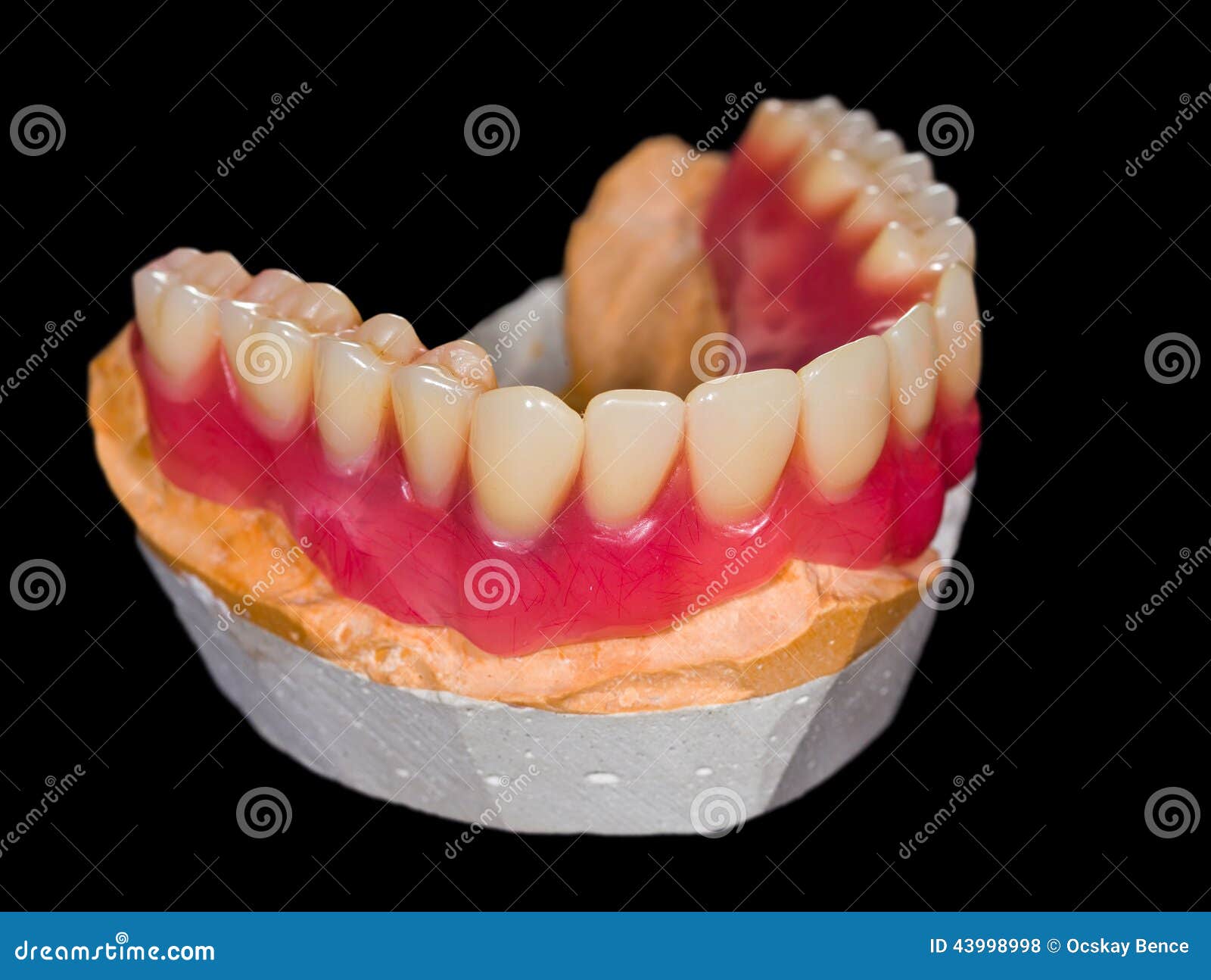 Lower denture stock photo. Image of anatomy, gingiva - 43998998