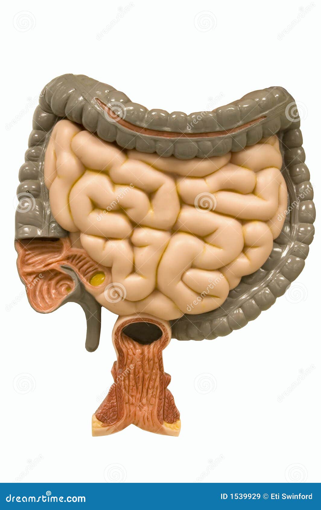 Lower digestive track stock image. Image of food, filter - 1539929