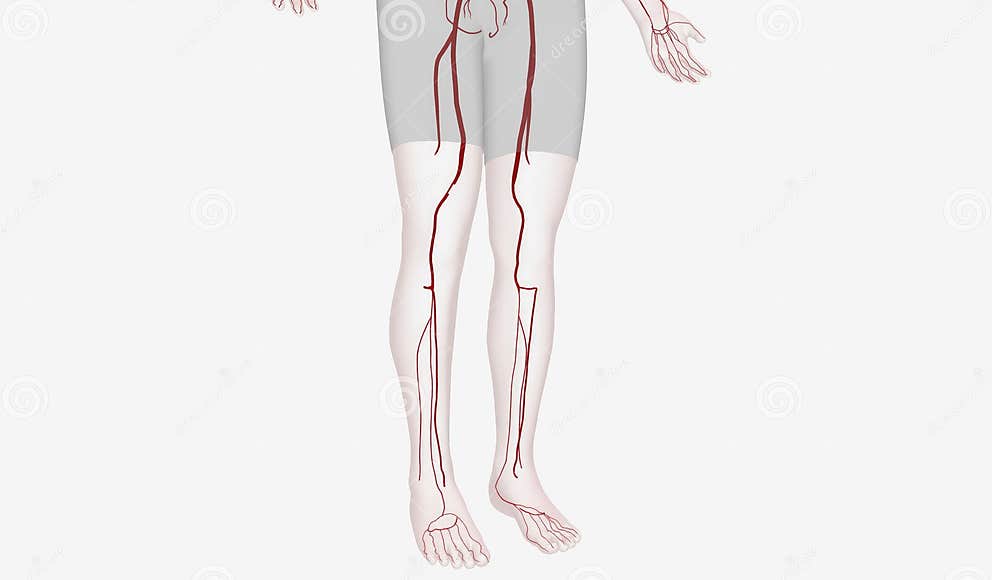 The Lower Extremity Arteries 3D Stock Illustration - Illustration of ...