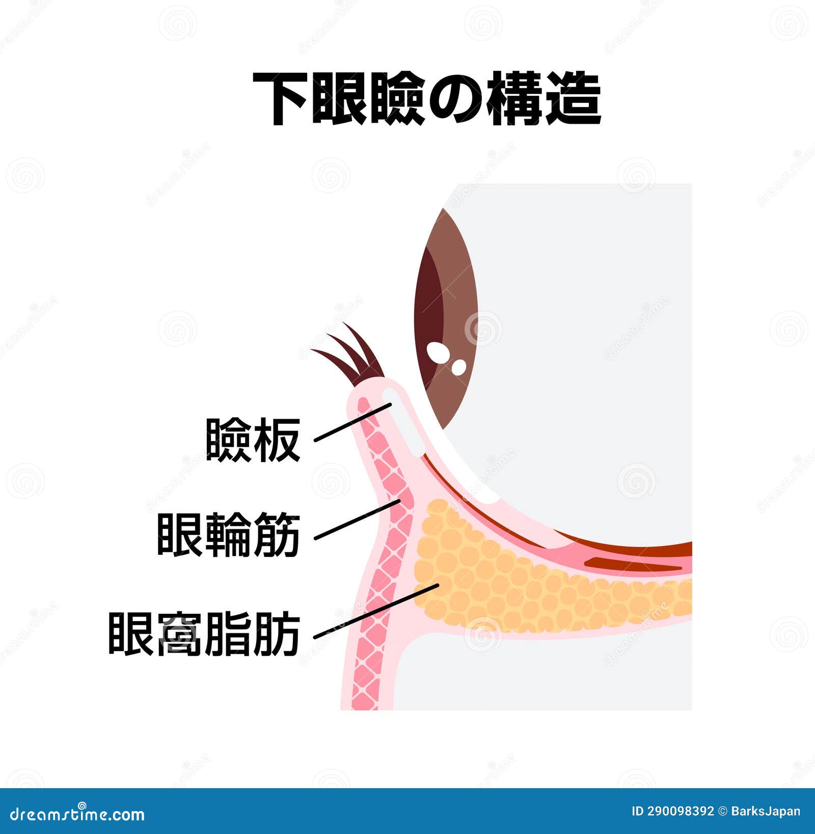 Lower Eyelid Structure Illustration Stock Vector Illustration Of Cross Care 290098392
