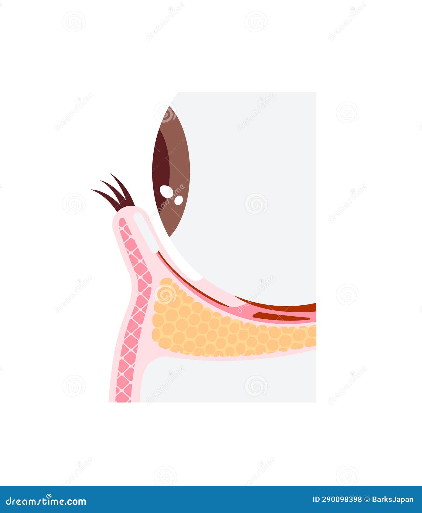 Lower Eyelid Structure Illustration Stock Vector - Illustration of ...