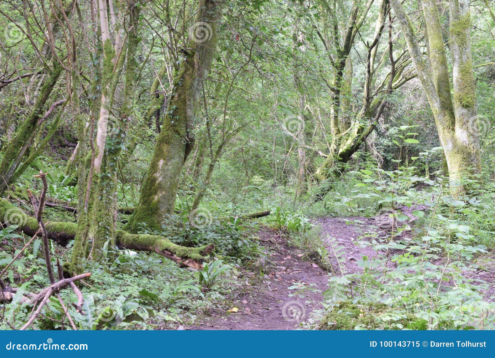 The Lower, Flat, Section of the Path from Burrington Combe and Beacon ...