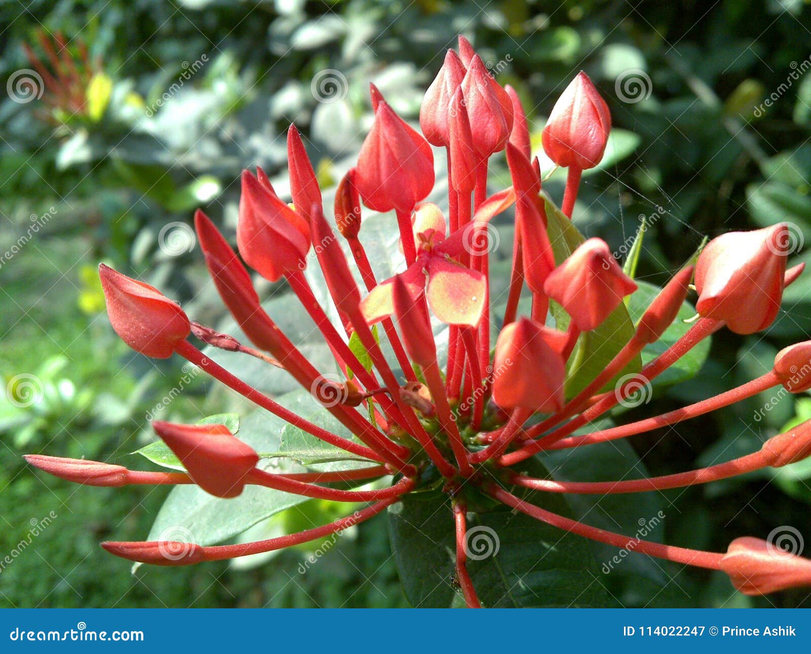 Lower stock image. Image of flower, lower, love, wallpaper - 114022247