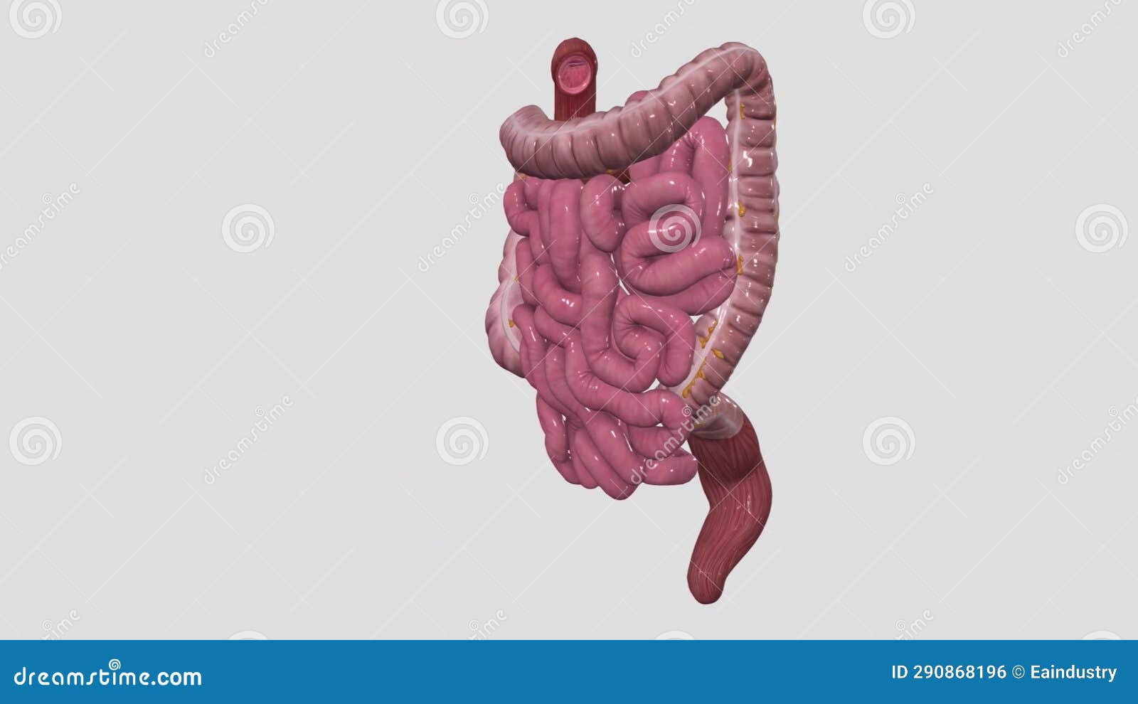 The Lower Gastrointestinal Tract Includes Most of the Small Intestine ...
