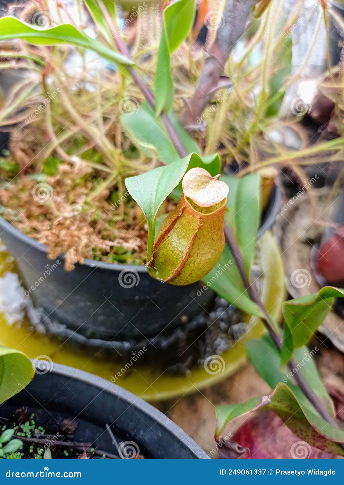 The Lower-Intermediate Pitcher of Nepenthes Gracilis Squat Form Stock ...