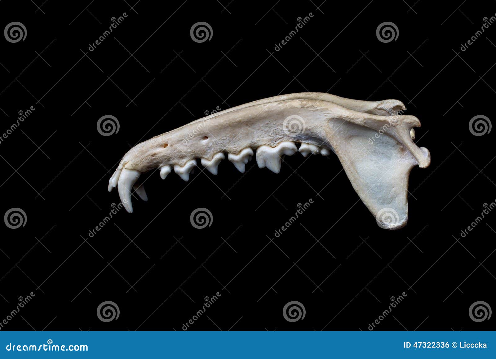 Lower jaw fox stock photo. Image of predator, creature - 47322336