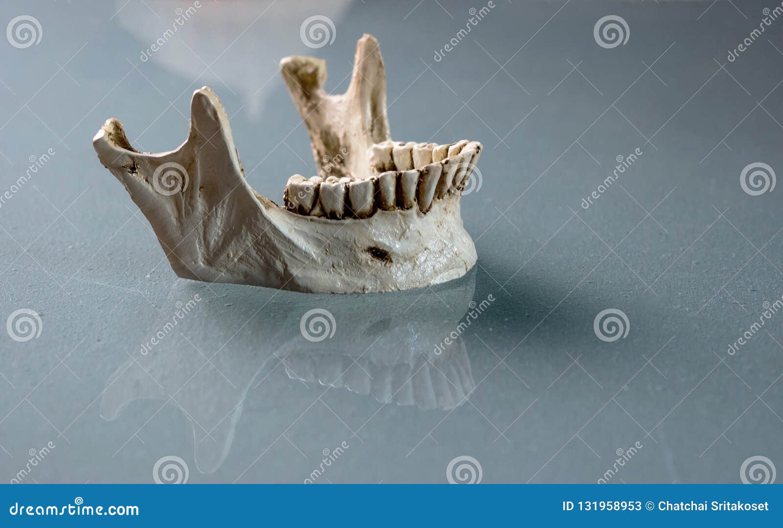 Fox Skull Without The Lower Jaw On The Laptop Keyboard. Concept Of The ...