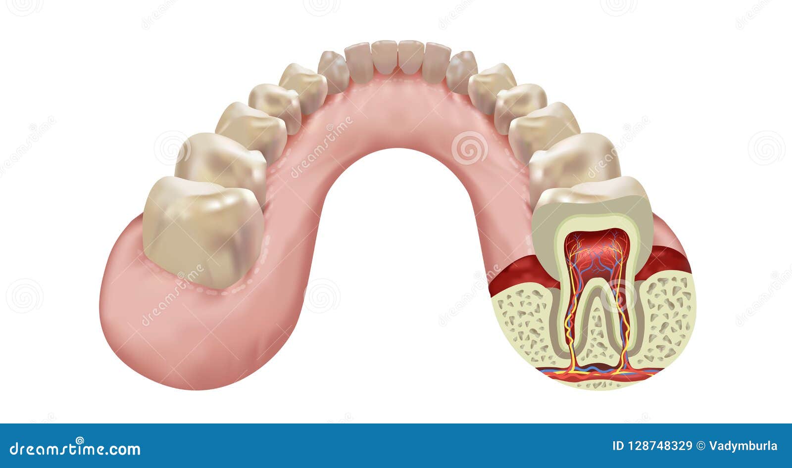 Lower jaw human teeth row stock illustration. Illustration of nerve ...