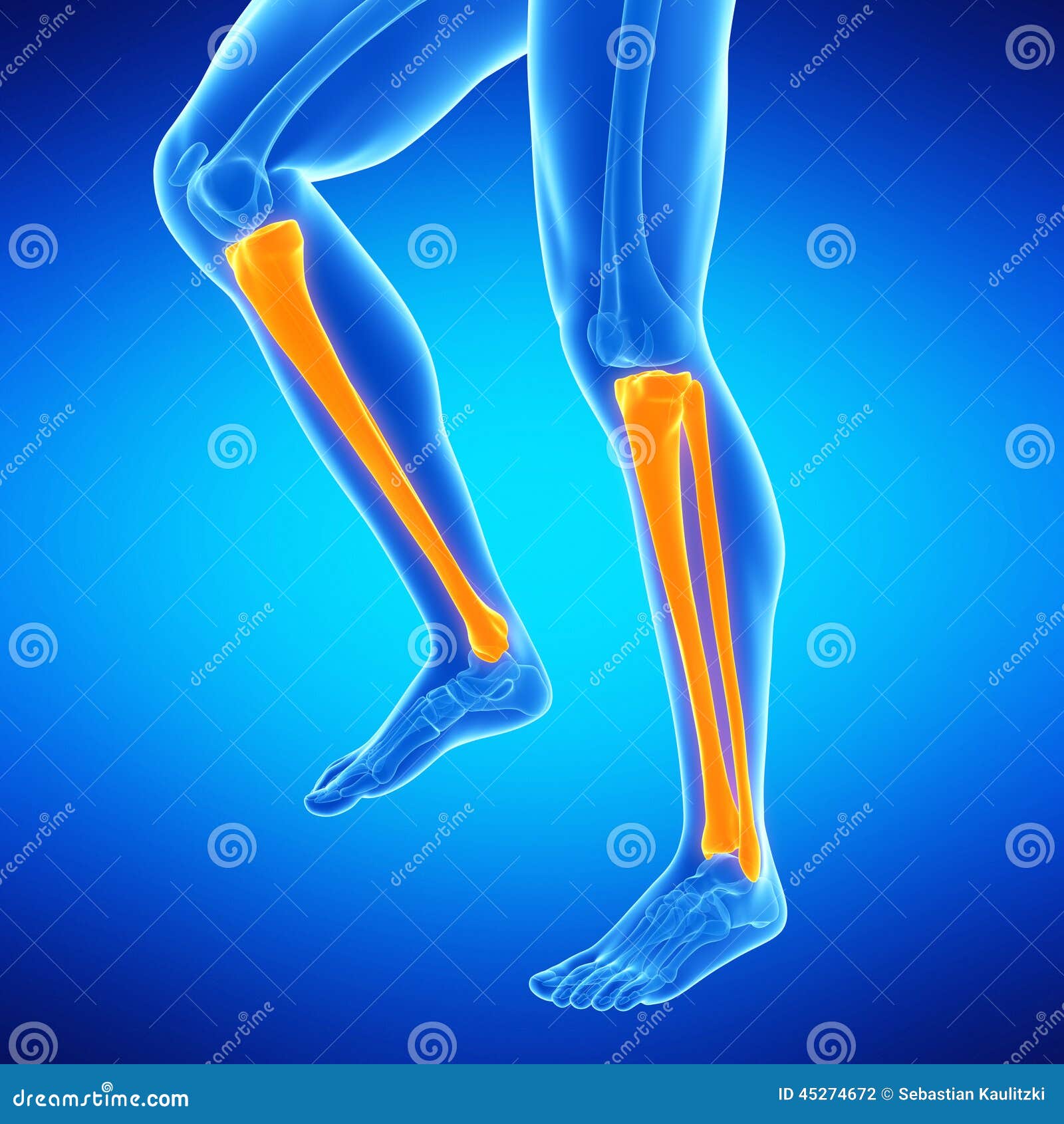 Bones Of The Lower Extremities. Shin. Foot. Hip. 3D Human Muscle Feet ...