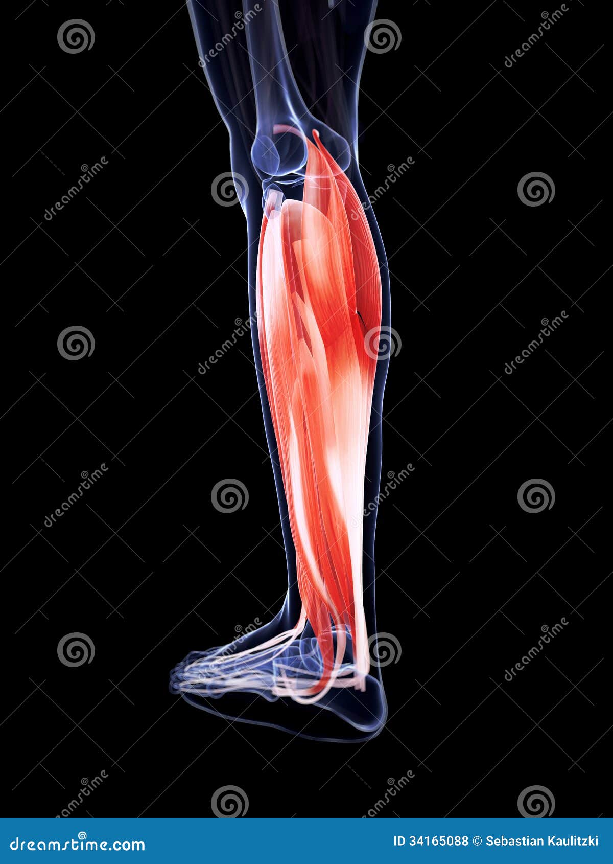 The lower leg muscles stock illustration. Illustration of biology ...