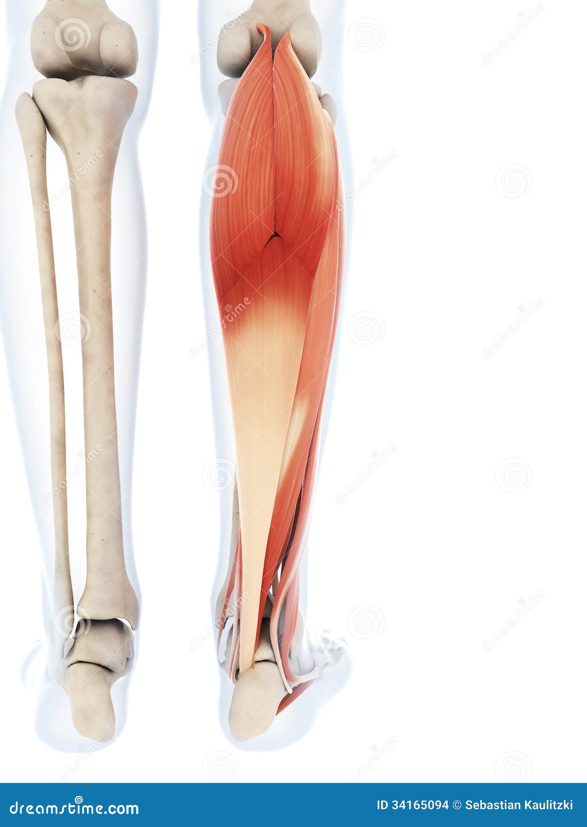 Leg - Lower Muscles And Tendons Posterior View Stock Image ...