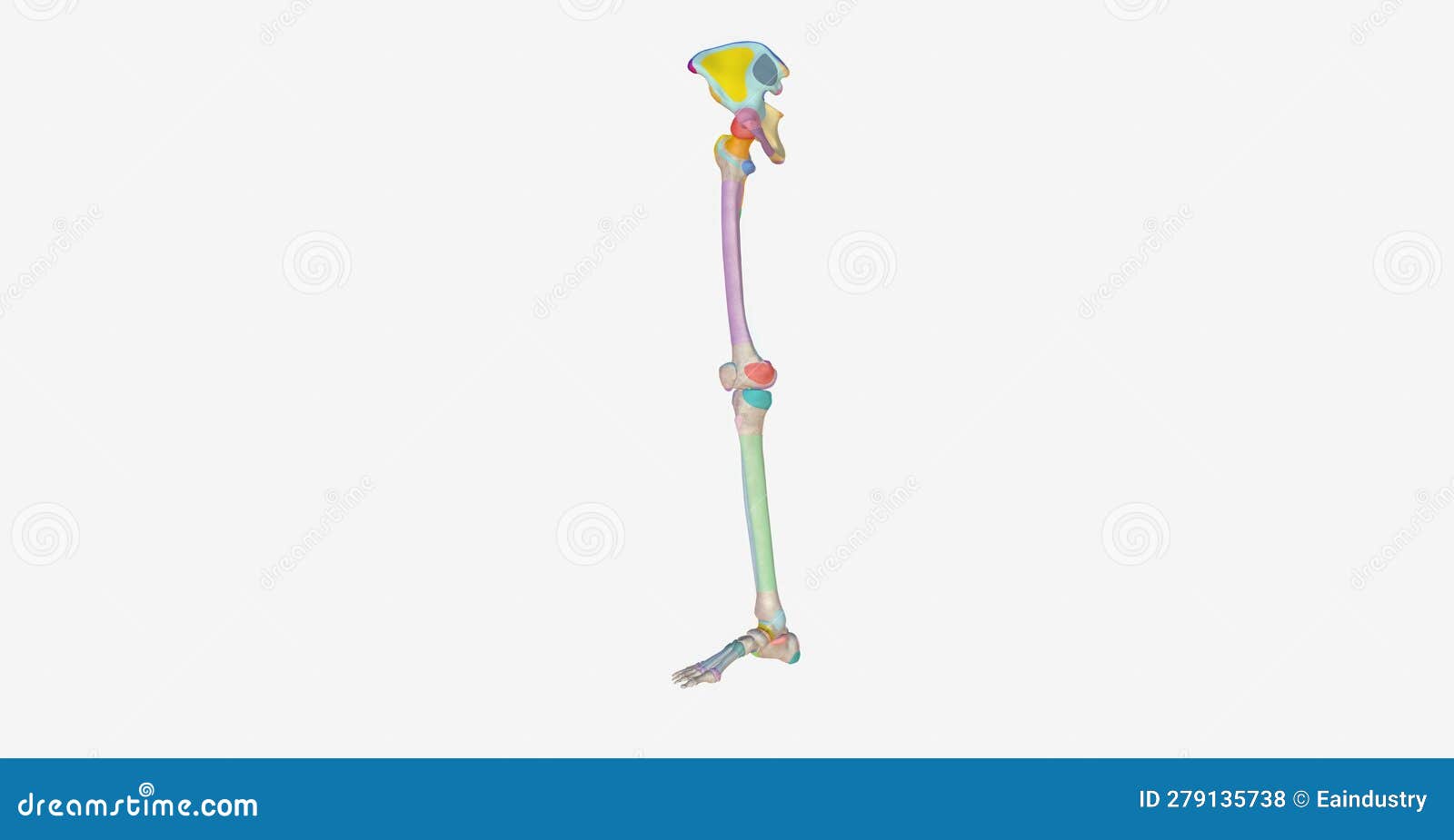 The Lower Limb Bony Landmarks Stock Illustration - Illustration of ...