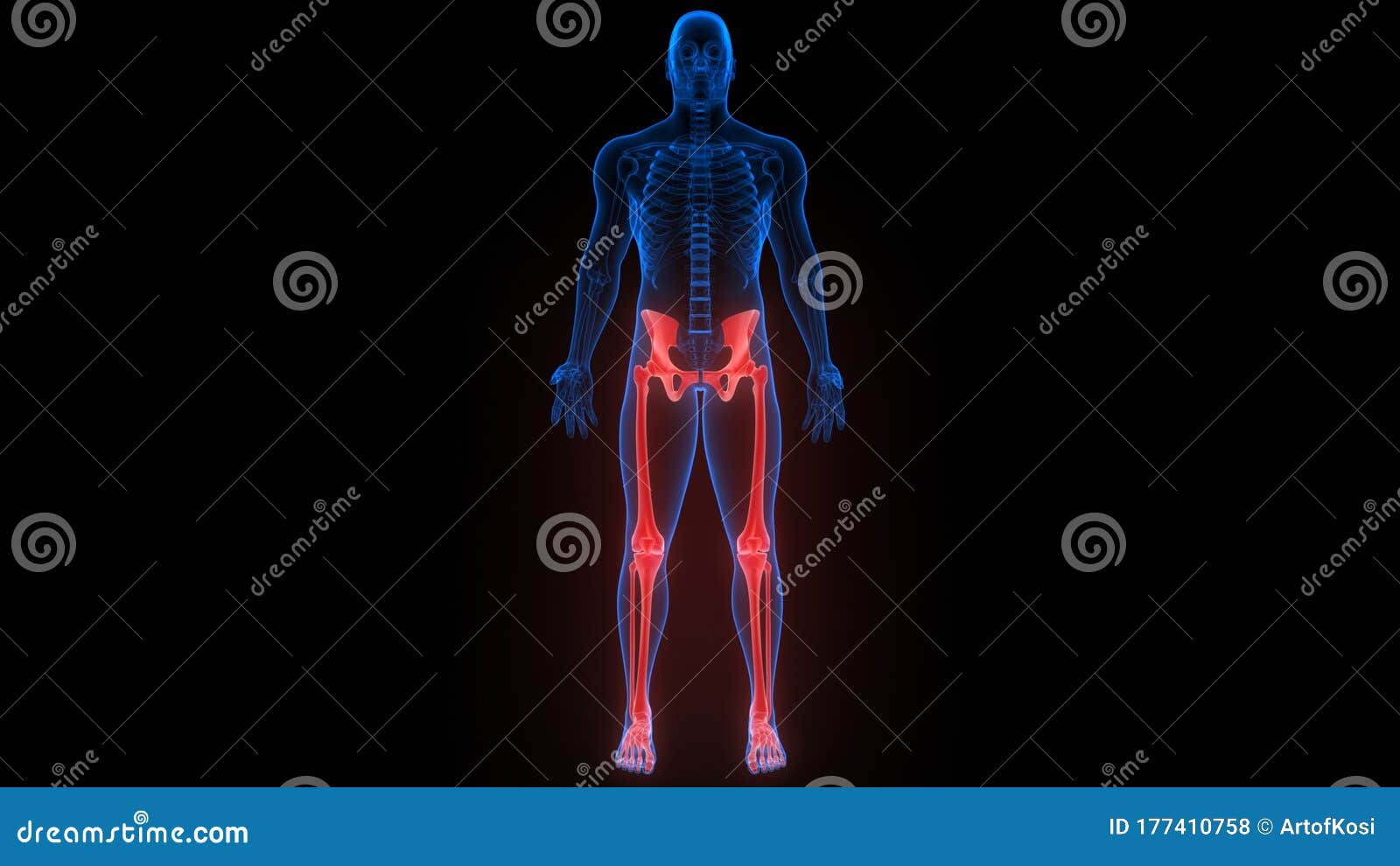 Lower Limbs Bone Joints Of Human Skeleton System Anatomy Stock Image ...