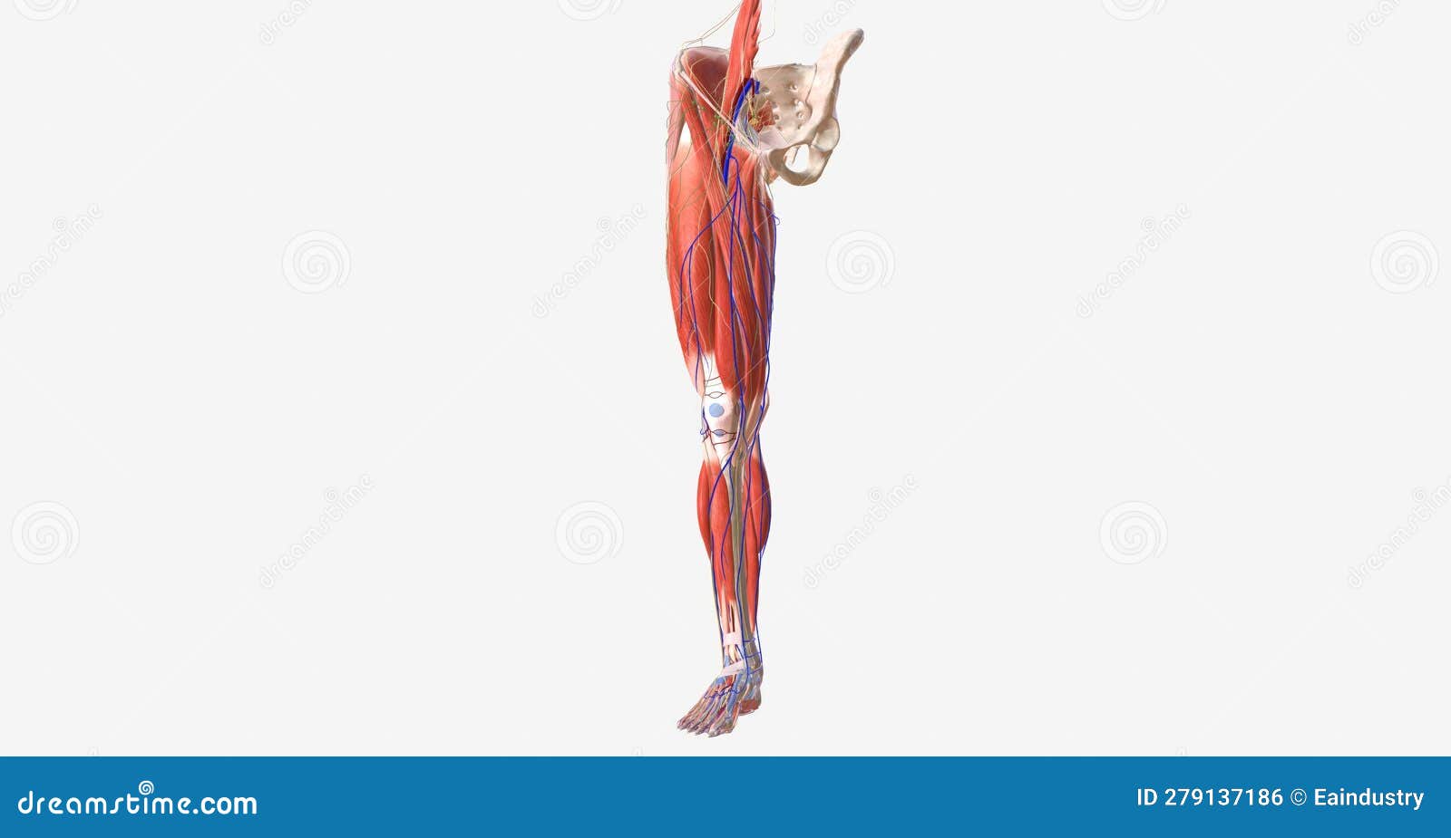 The Lower Limbs are Symmetrical, Appendicular Structures that Ar Stock ...