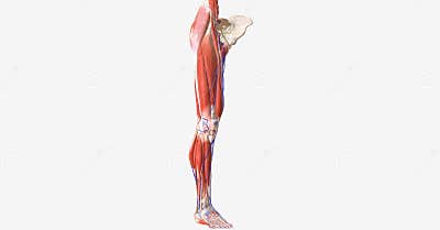 The Lower Limbs are Symmetrical, Appendicular Structures that Ar Stock ...