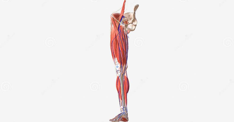 The Lower Limbs are Symmetrical, Appendicular Structures that Ar Stock ...