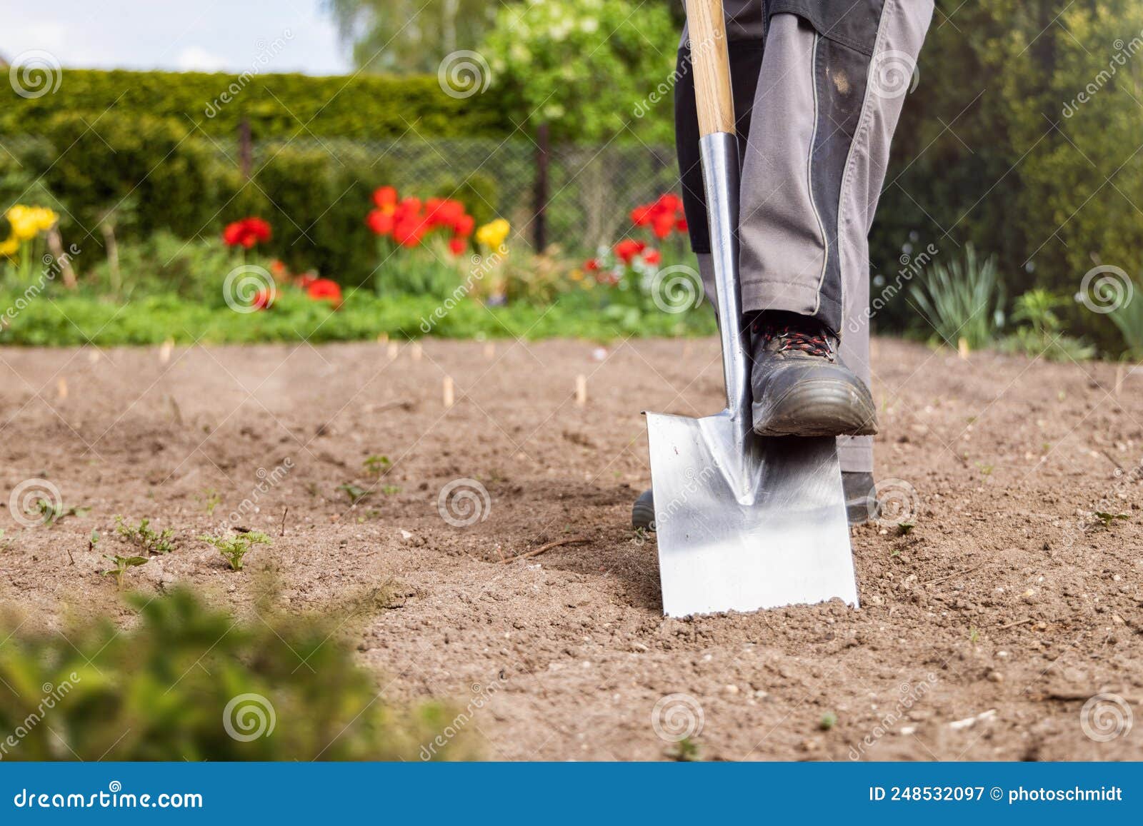 Spade Digging into the Soil of a Large Bed in a Garden Stock Image ...