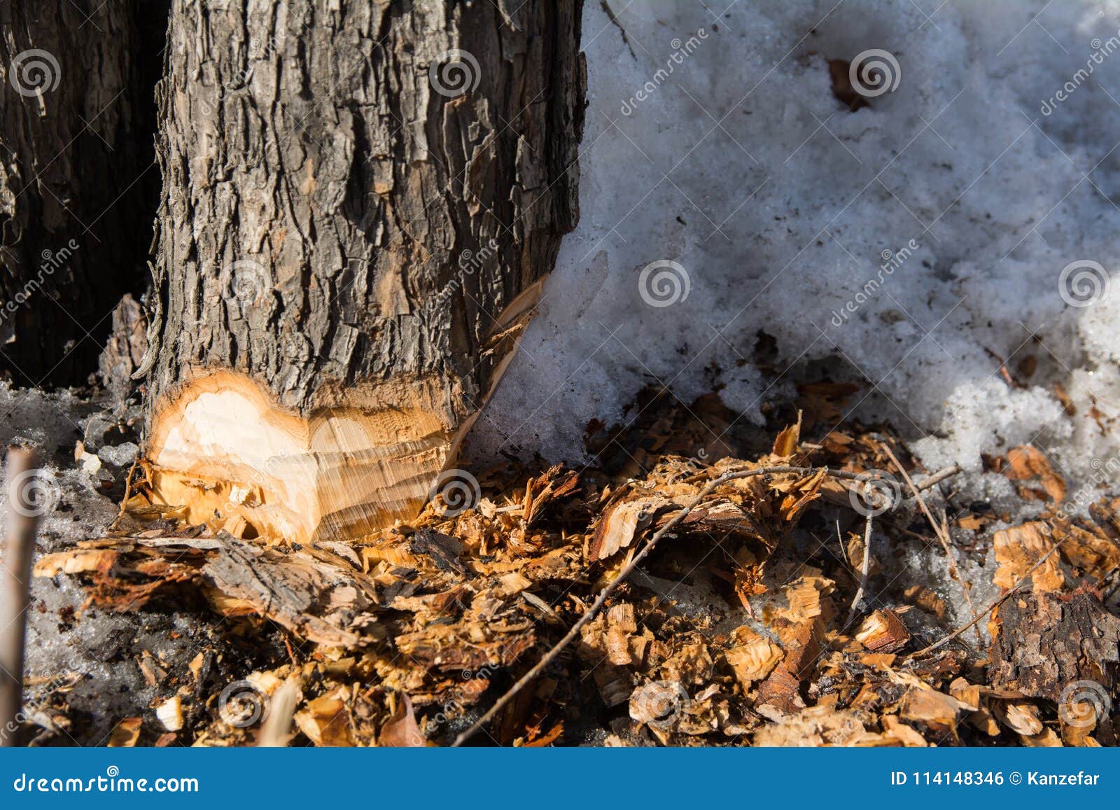 Lower Part of the Trunk of a Tree Cut Off by an Ax and Chips Around ...