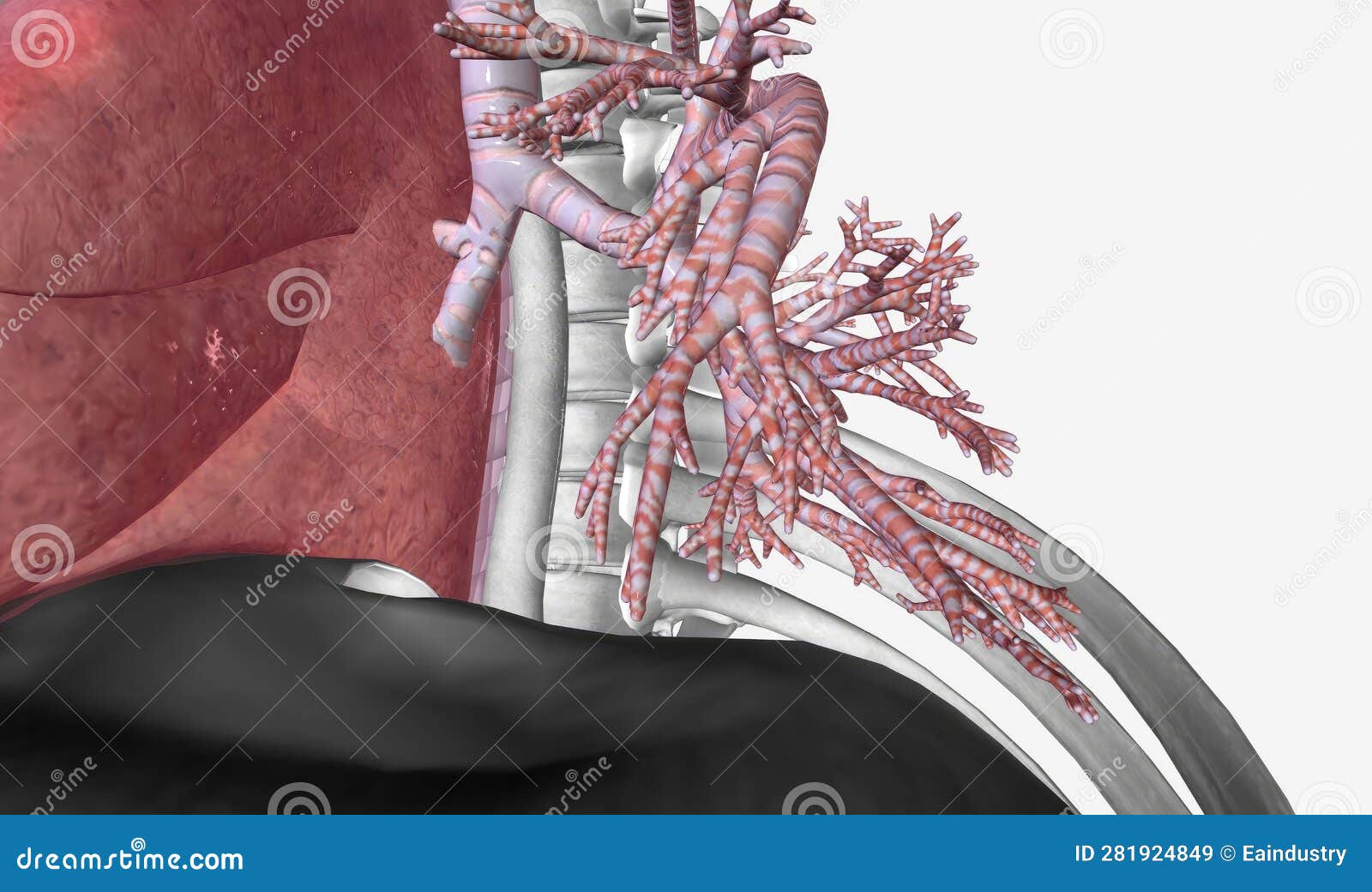 Lower Respiratory Tract Bronchi and Lungs Stock Illustration ...