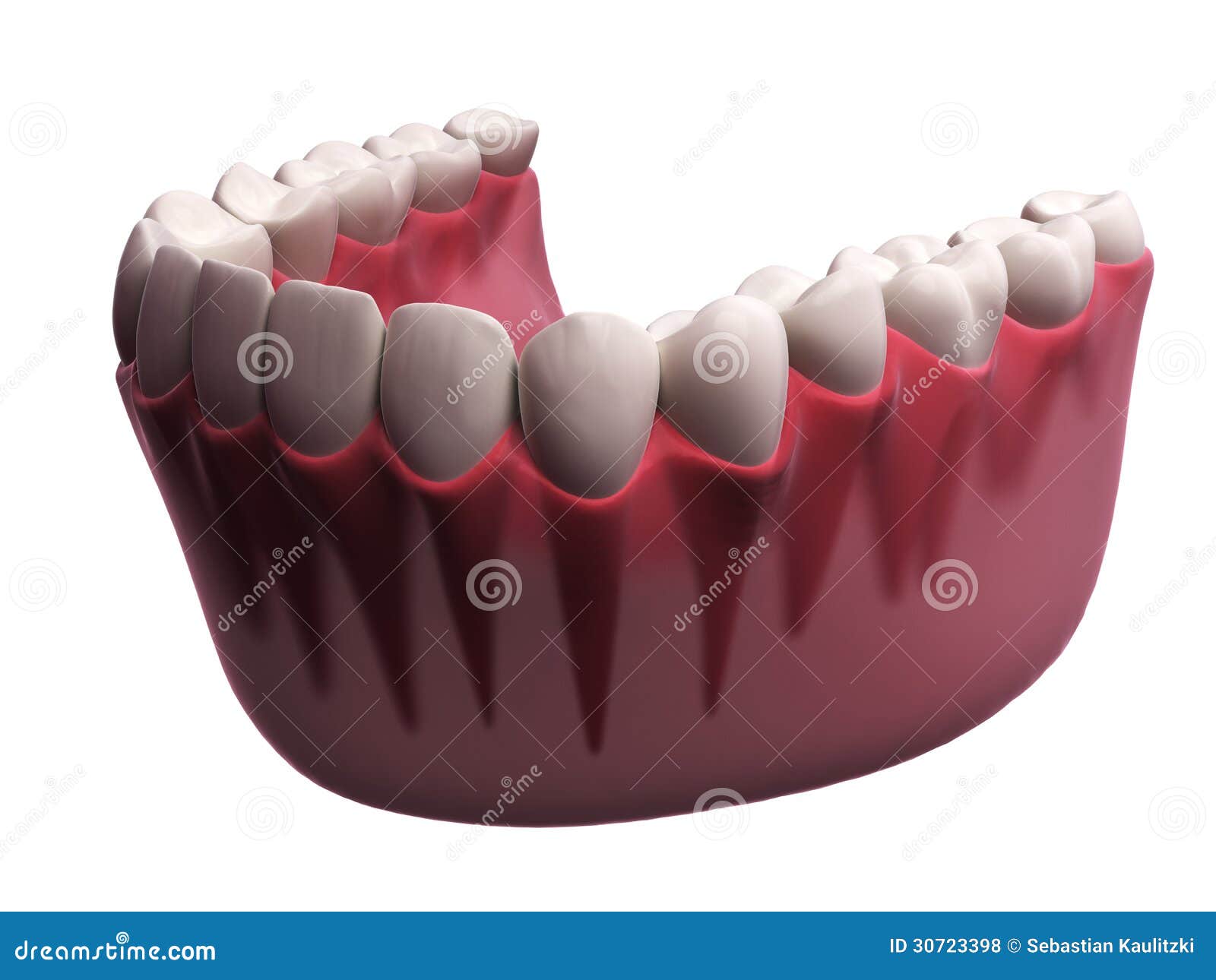 Lower teeth stock illustration. Illustration of biology - 30723398