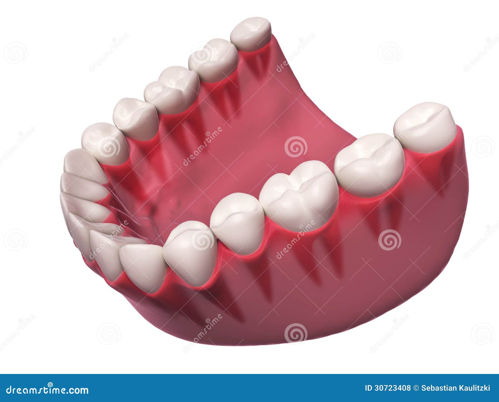 Lower teeth stock illustration. Illustration of human - 30723408