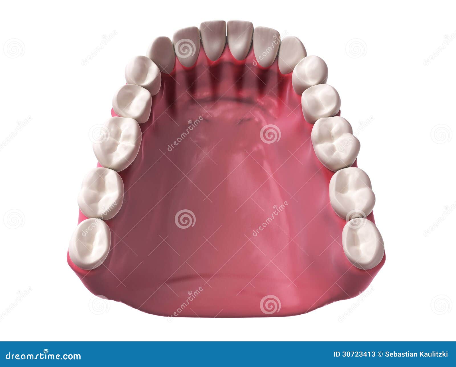 Lower teeth stock illustration. Illustration of natural - 30723413