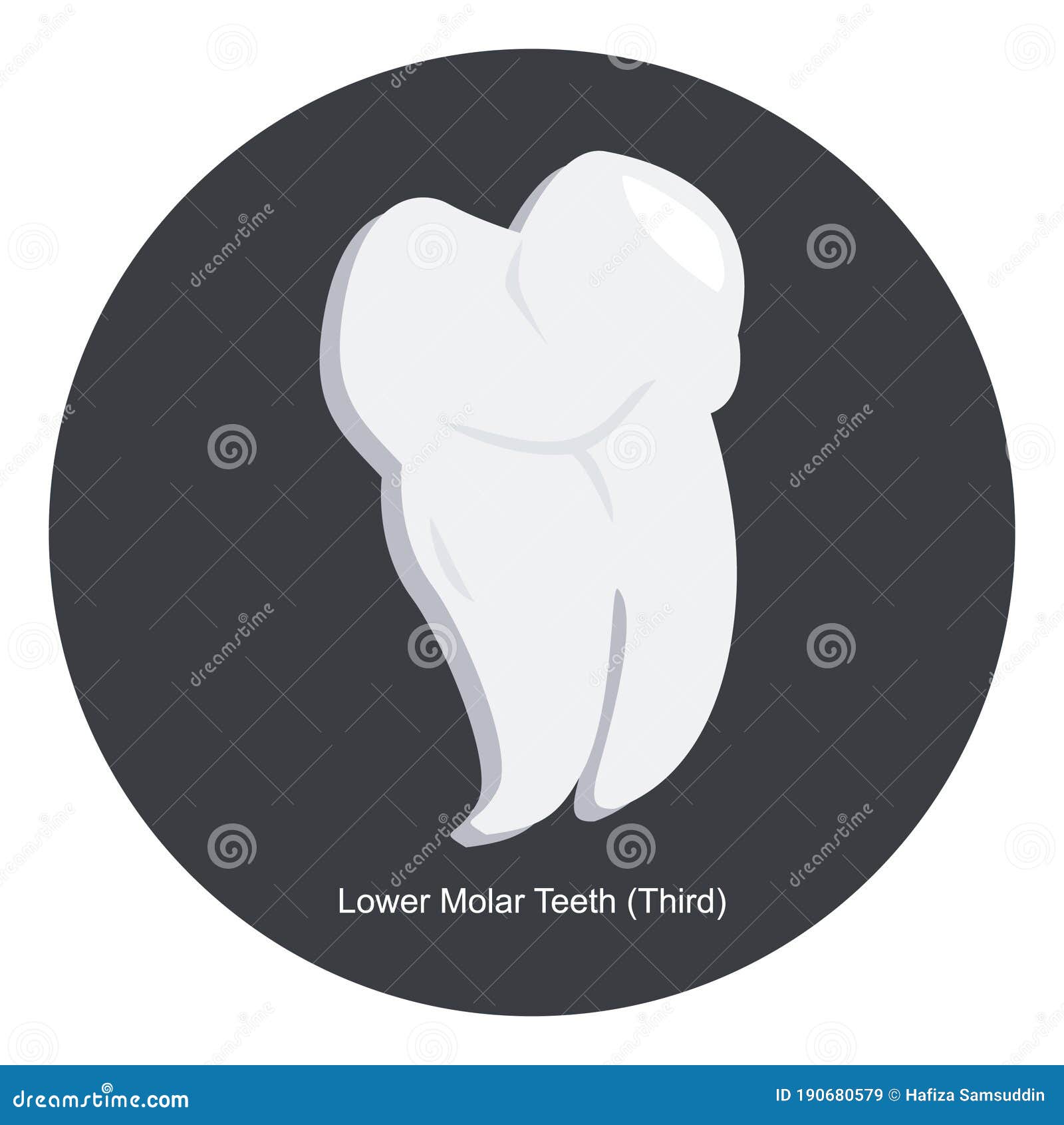 DENTAL1 stock vector. Illustration of lower, dental - 190680579