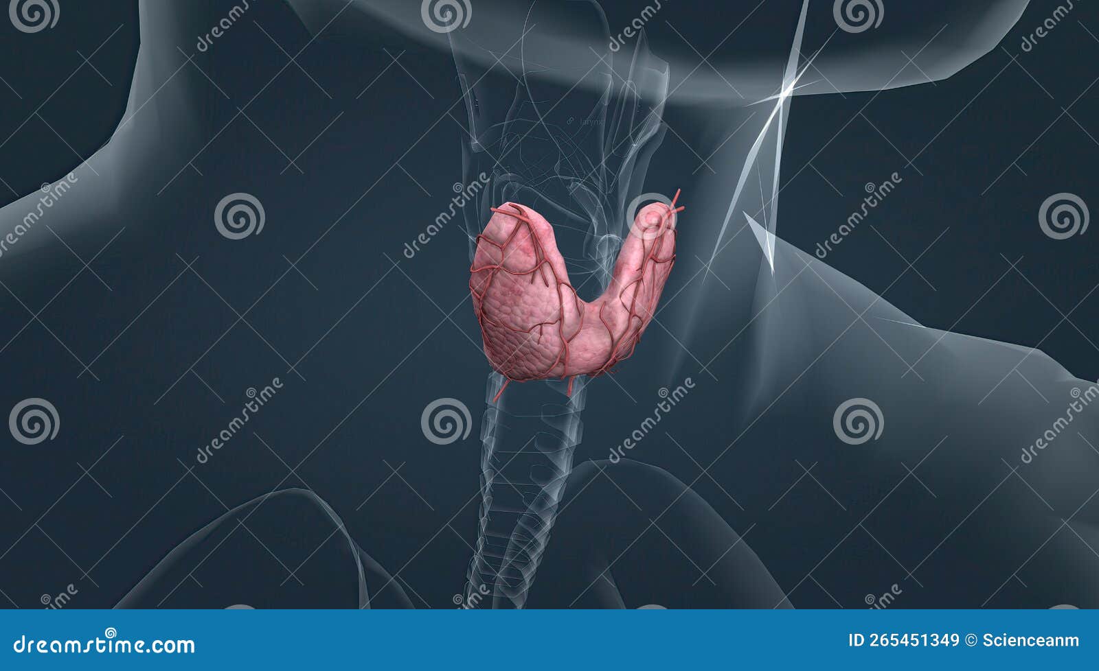 Thyroid Gland, is an Endocrine Gland in Vertebrates. in Humans it is in ...