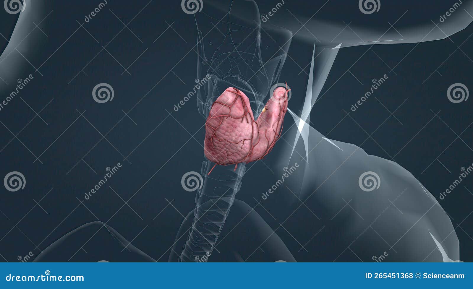 Thyroid Gland, is an Endocrine Gland in Vertebrates. in Humans it is in ...