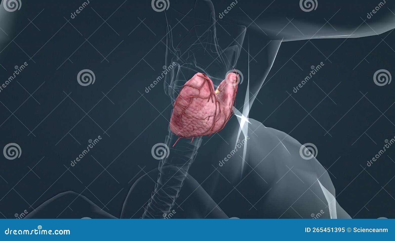 Thyroid Gland, is an Endocrine Gland in Vertebrates. in Humans it is in ...