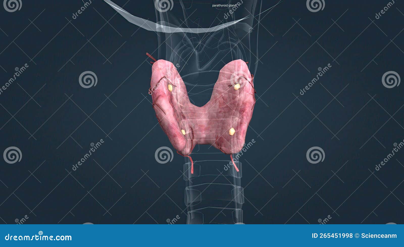 Thyroid Gland, is an Endocrine Gland in Vertebrates. in Humans it is in ...