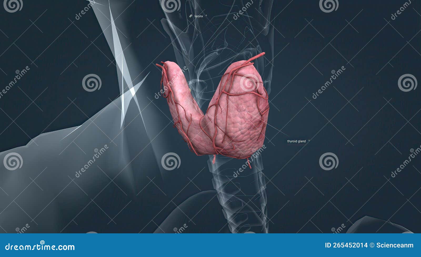 Thyroid Gland, is an Endocrine Gland in Vertebrates. in Humans it is in ...