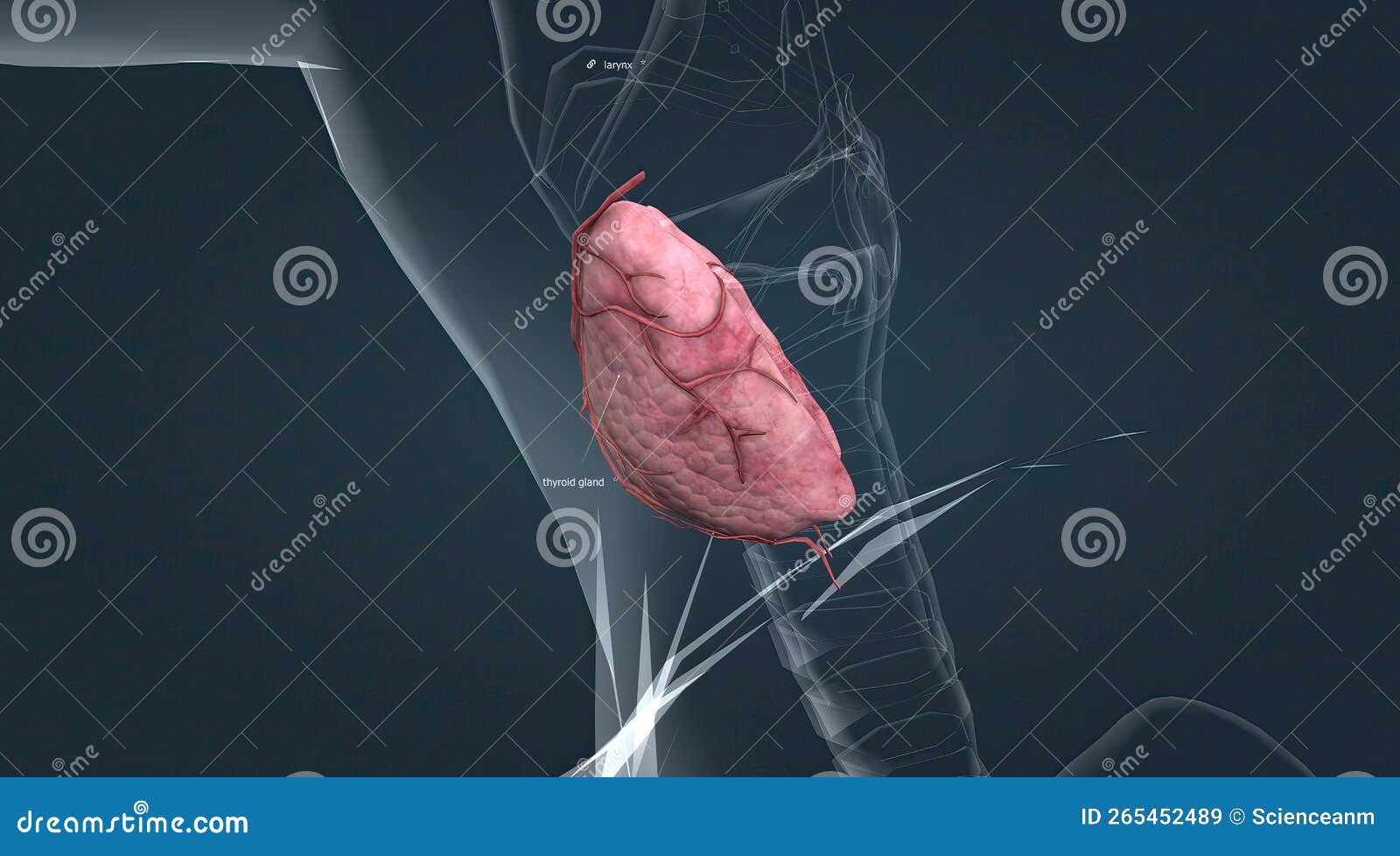 Thyroid Gland, is an Endocrine Gland in Vertebrates. in Humans it is in ...