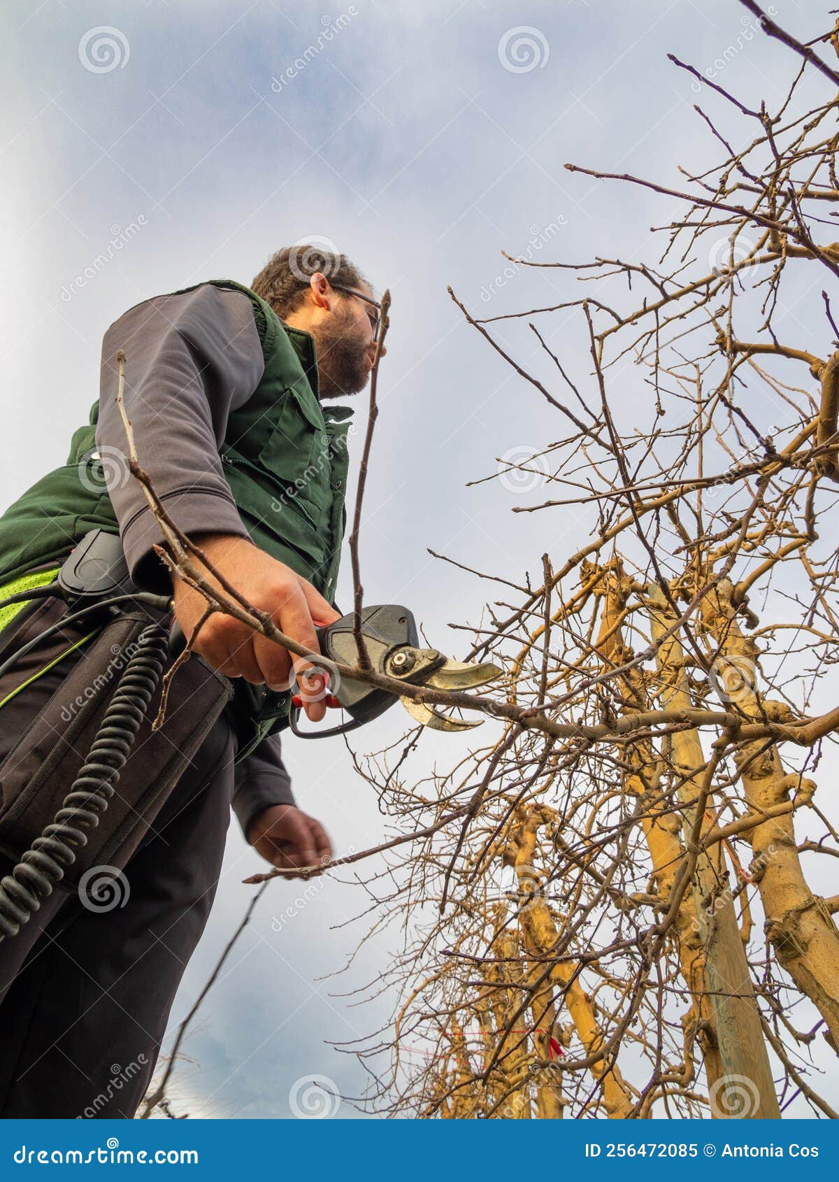Lower View of Young Man in Straw Hat Pruning Fruit Trees in Winter with ...