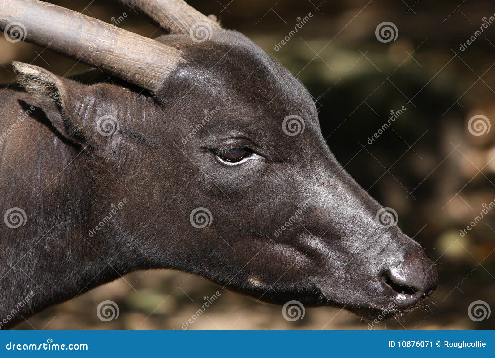 Lowland Anoa (Bubalus Depressicornis) Calf Stock Photography ...