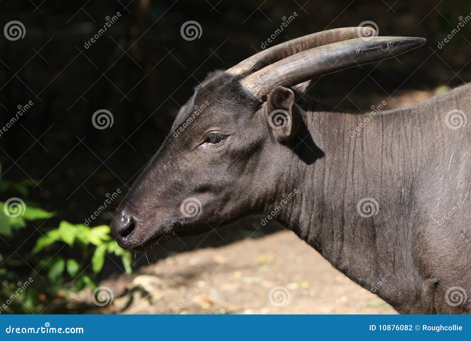 Lowland Anoa (Bubalus Depressicornis) Calf Stock Photography ...