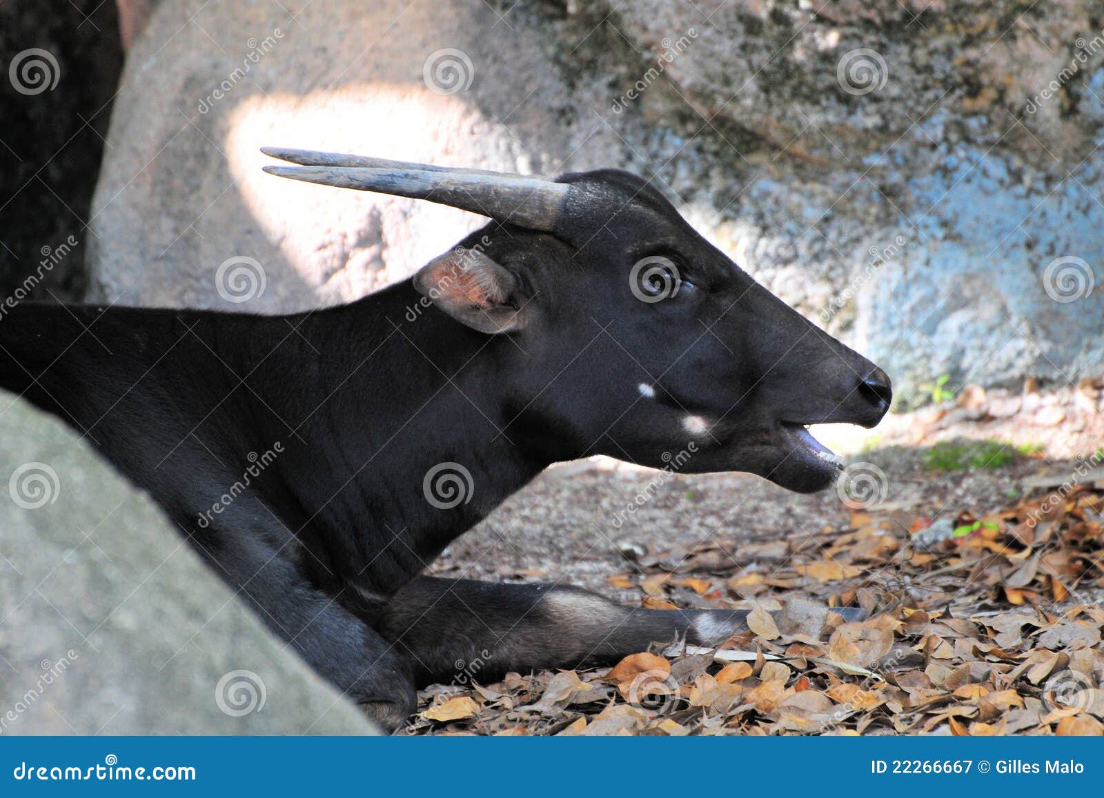 Lowland Anoa stock image. Image of asia, wildlife, mammals - 22266667