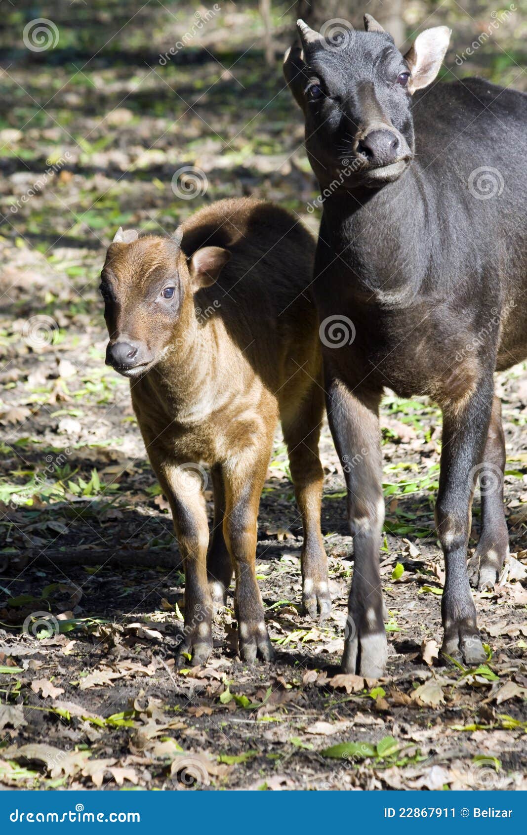 Lowland Anoa (Bubalus Depressicornis) Calf Royalty-Free Stock ...