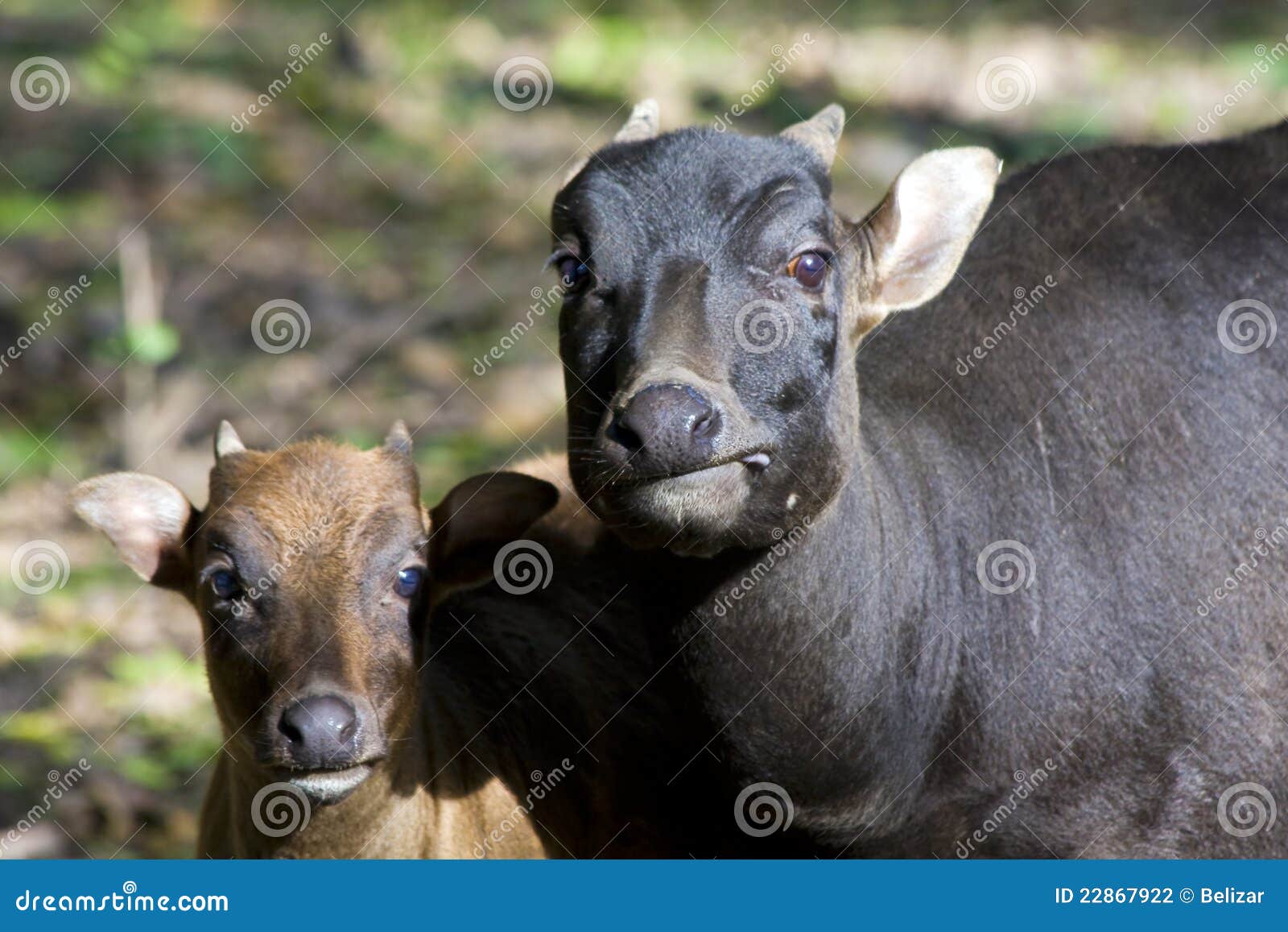 Lowland Anoa (Bubalus Depressicornis) Calf Royalty-Free Stock ...