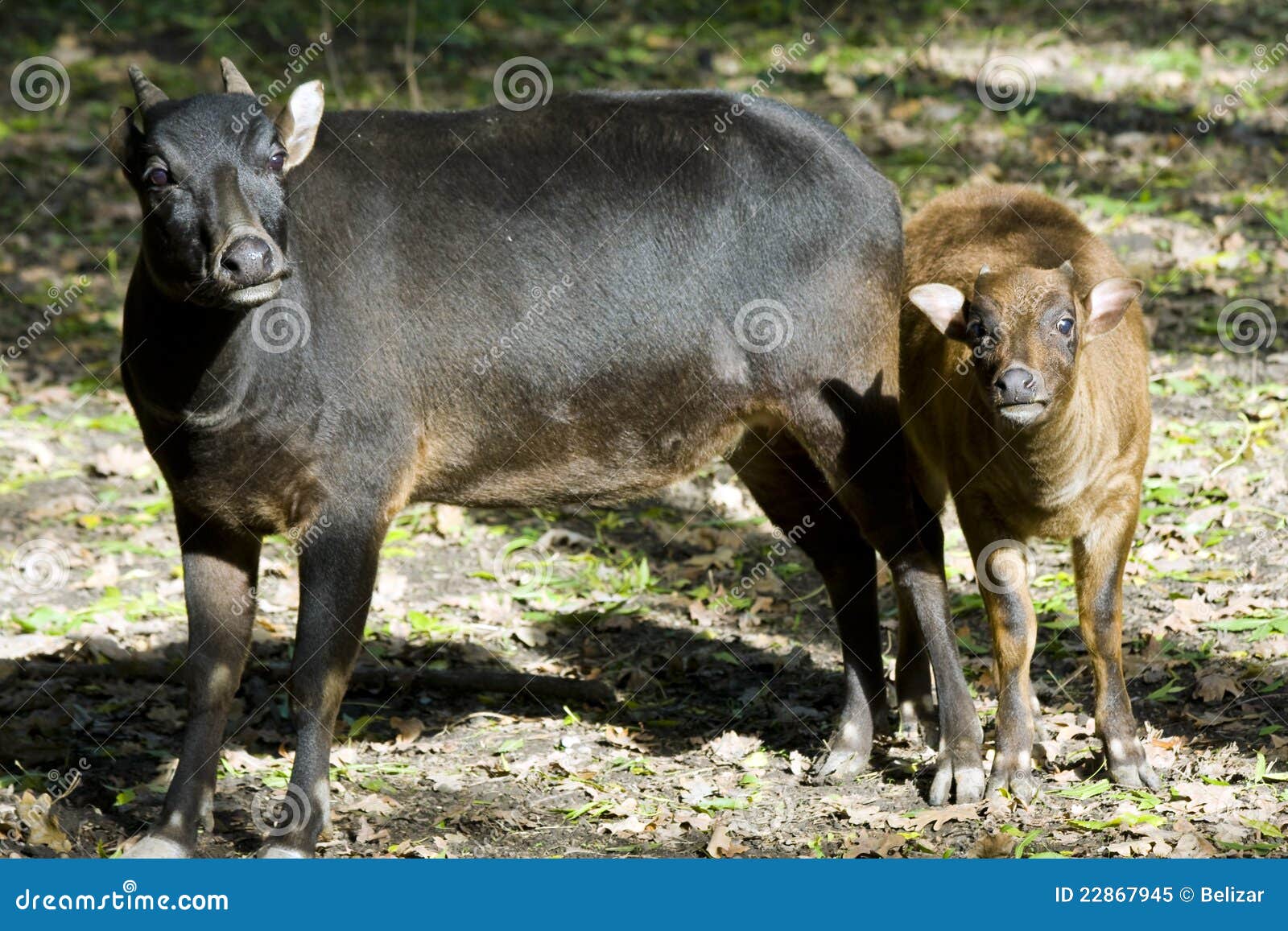 Lowland Anoa (Bubalus Depressicornis) Calf Royalty-Free Stock ...