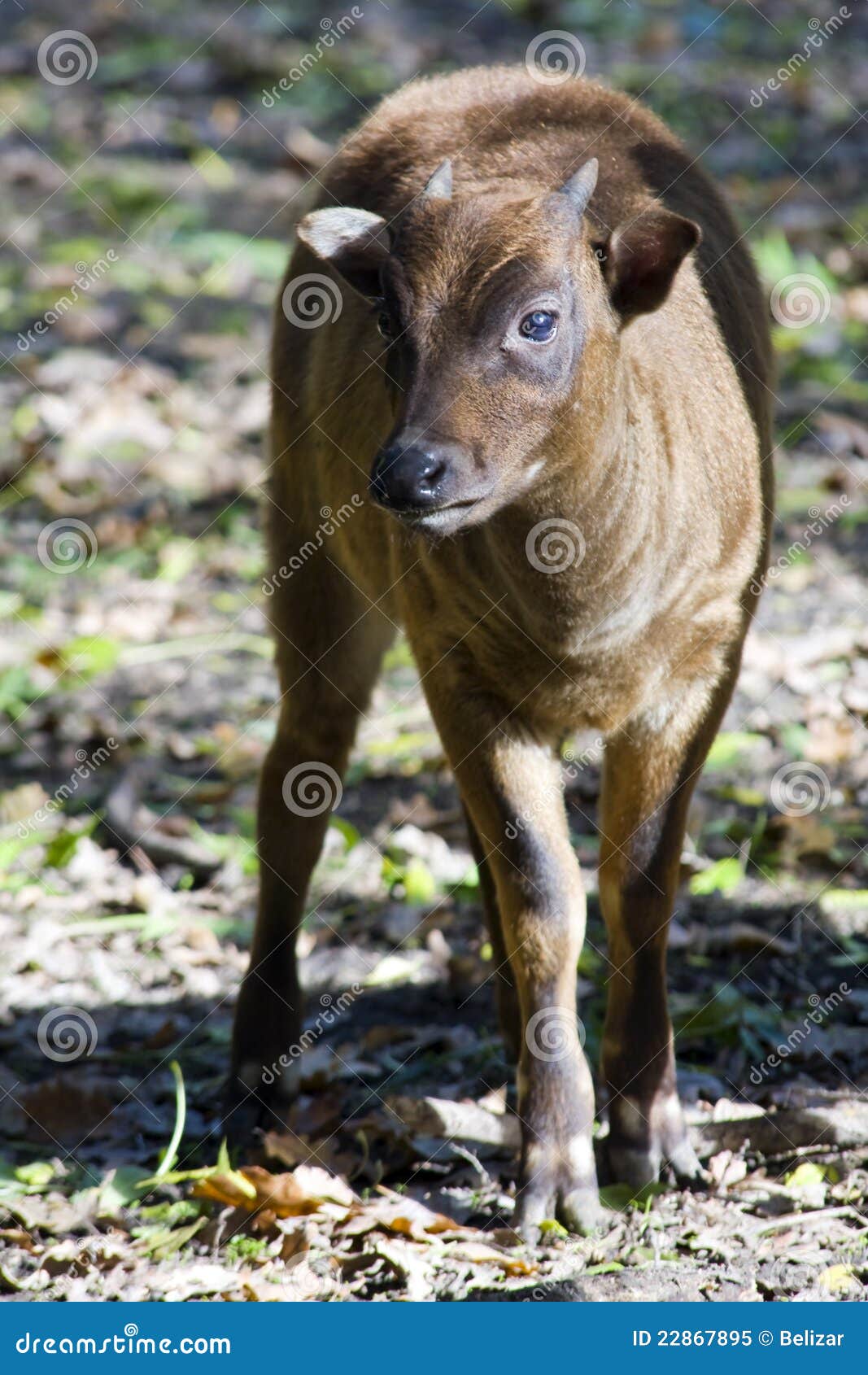 Lowland Anoa (Bubalus Depressicornis) Calf Royalty-Free Stock ...