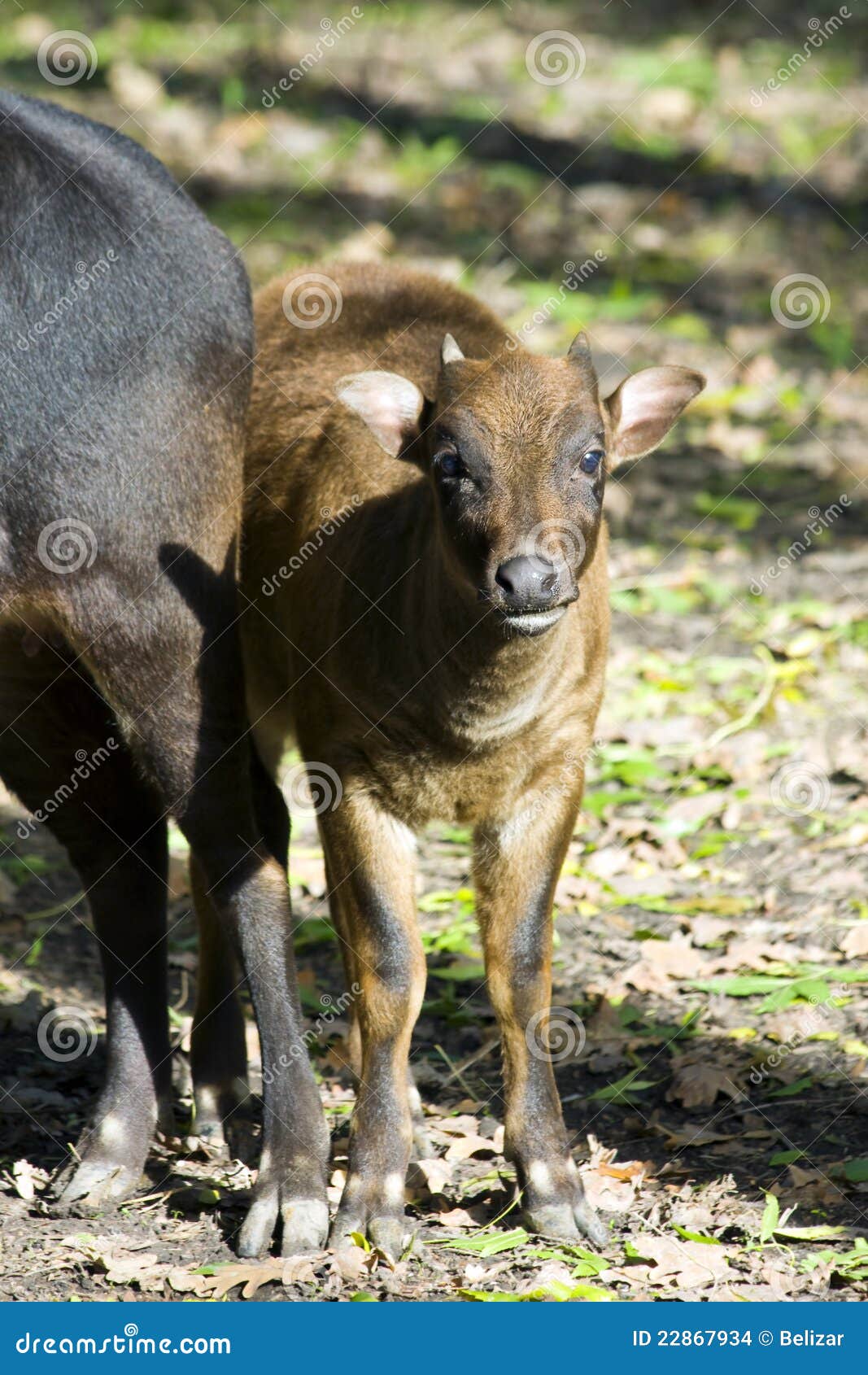 Lowland Anoa (Bubalus Depressicornis) Calf Stock Photography ...