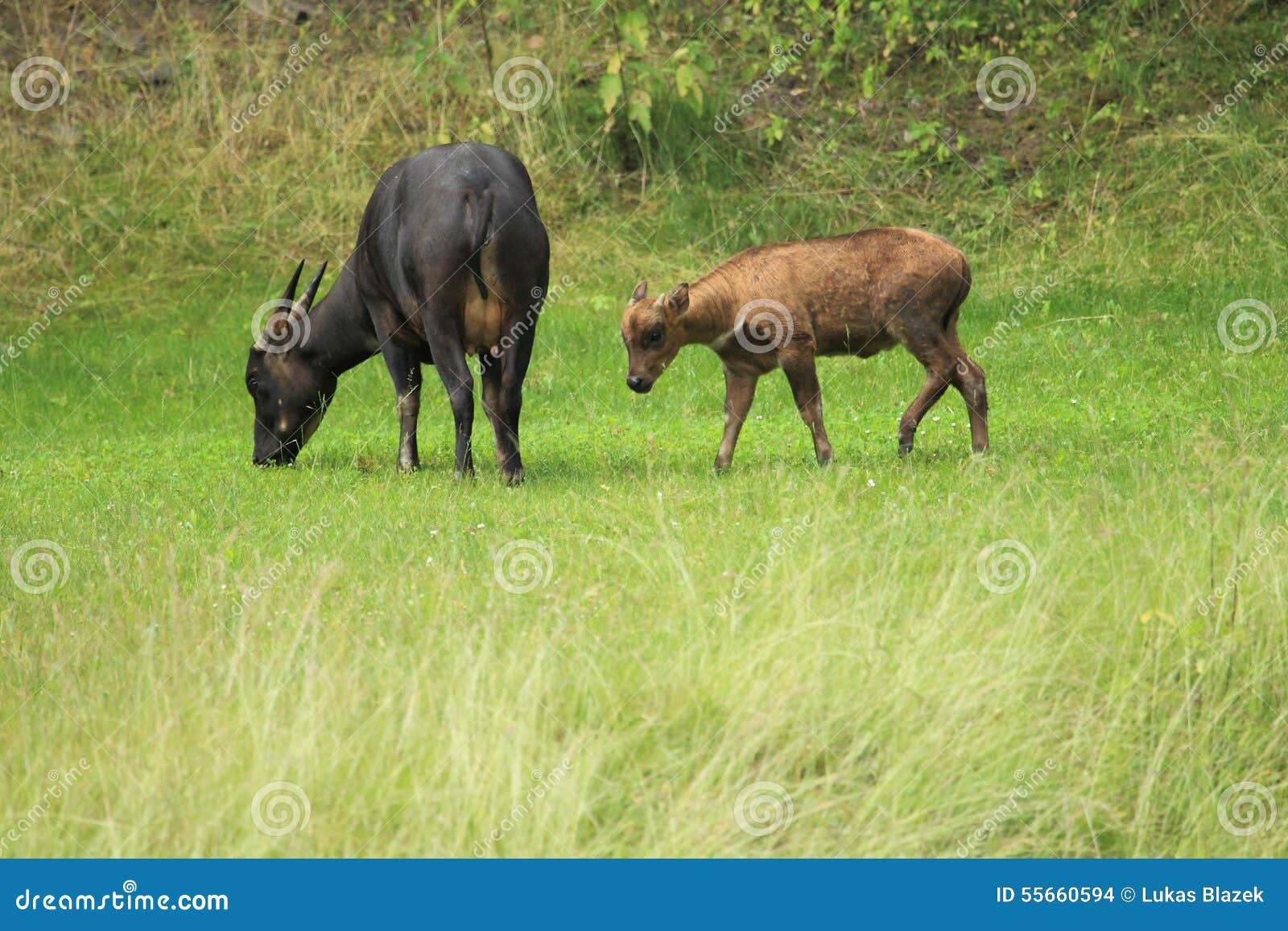 Lowland anoa stock photo. Image of depressicornis, anoa - 55660594