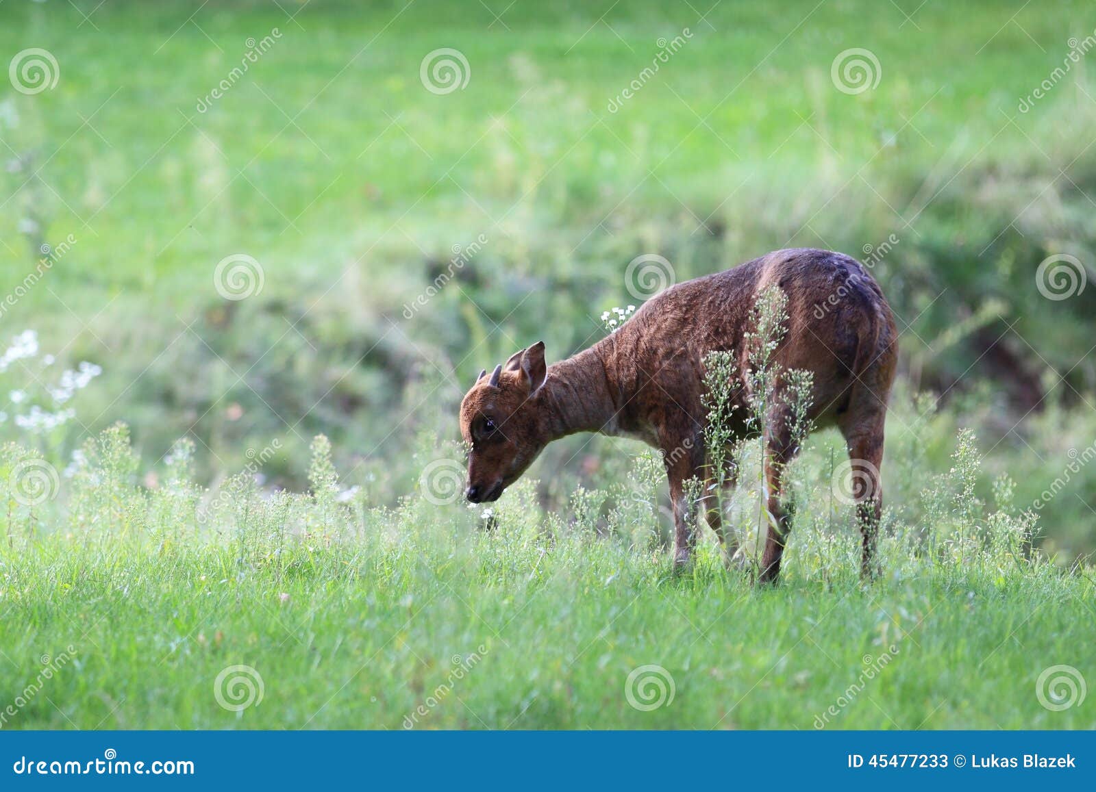 Lowland Anoa (Bubalus Depressicornis) Calf Stock Photography ...