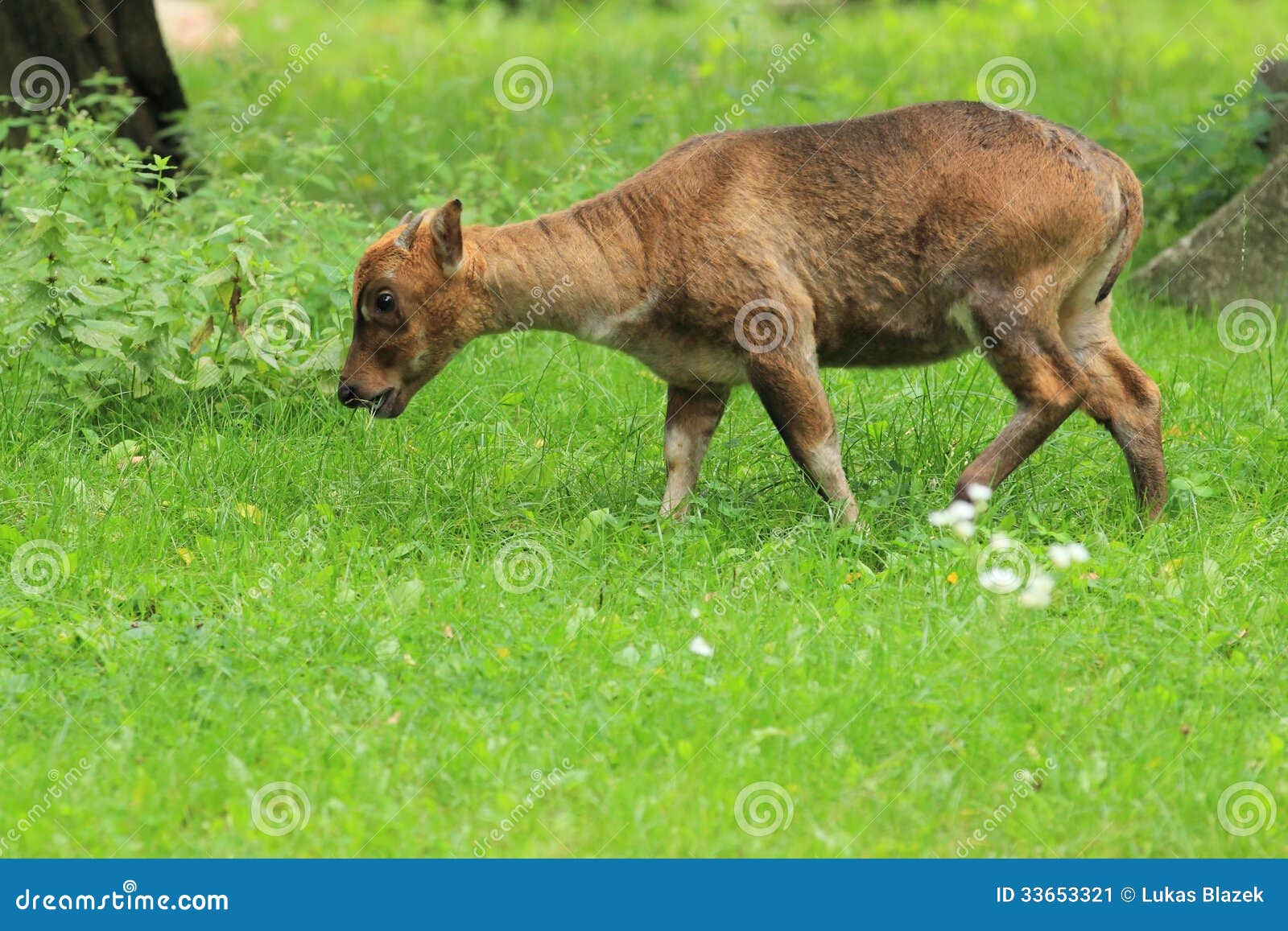 Lowland Anoa (Bubalus Depressicornis) Calf Stock Photography ...