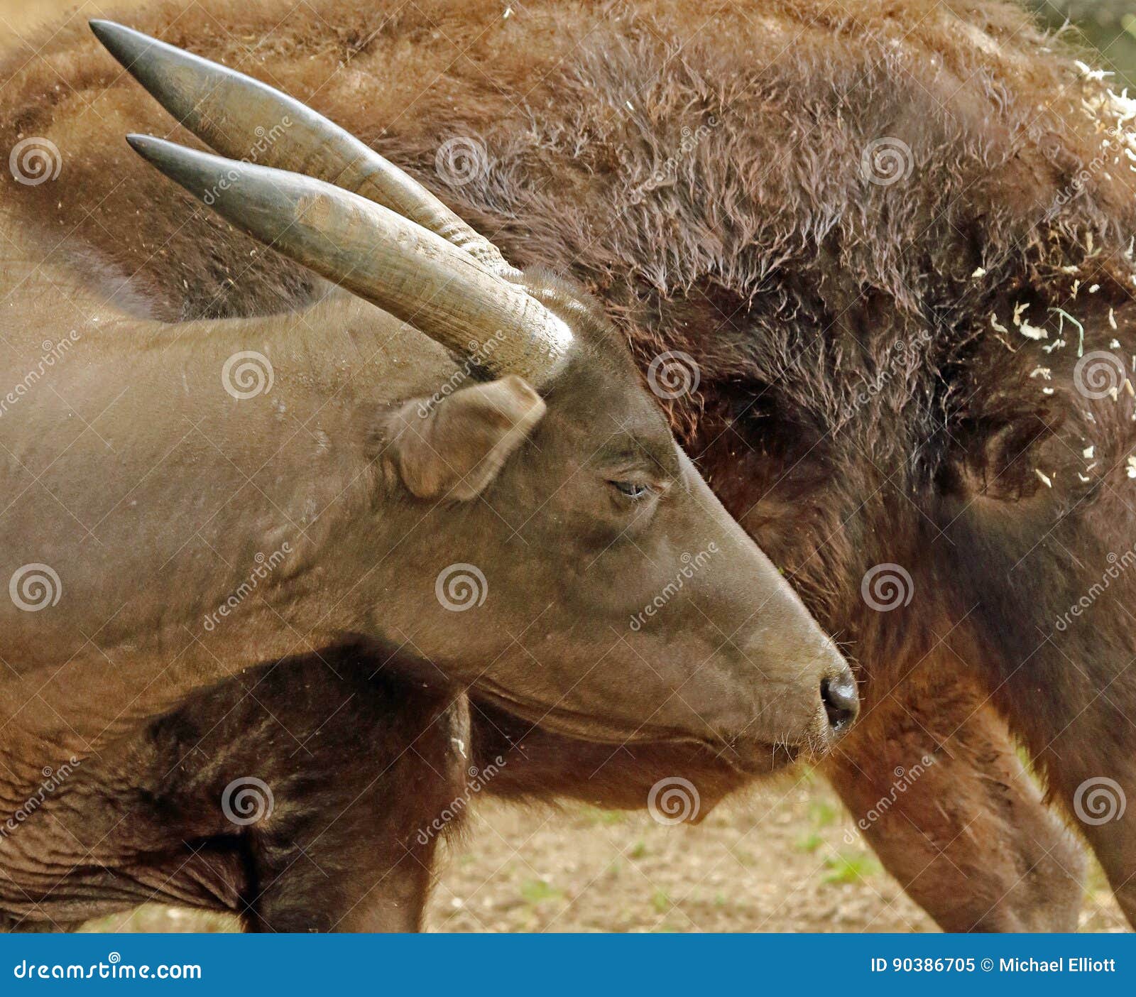 Lowland Anoa stock image. Image of buffaloes, markings - 90386705