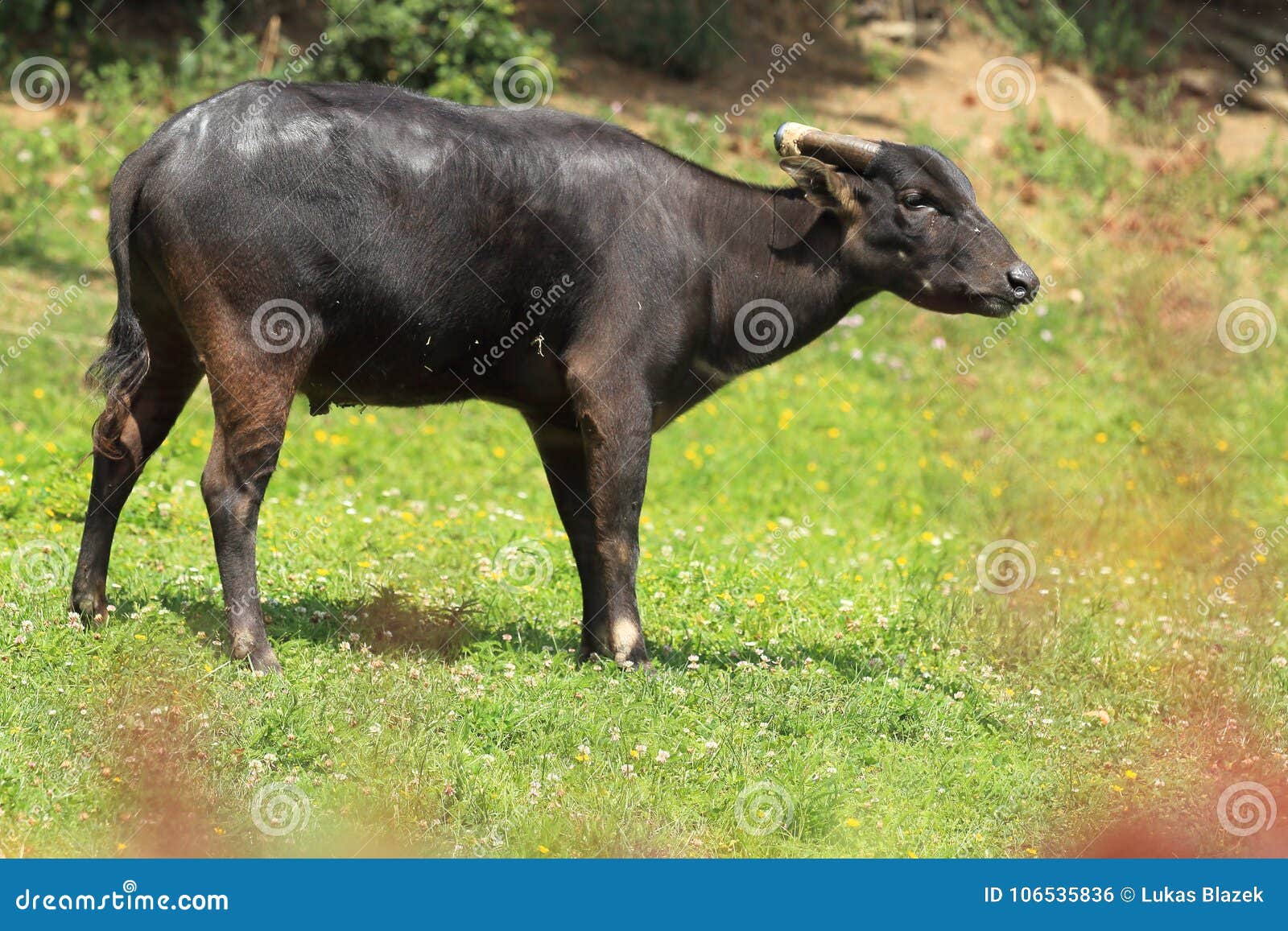 Lowland Anoa (Bubalus Depressicornis) Calf Royalty-Free Stock ...